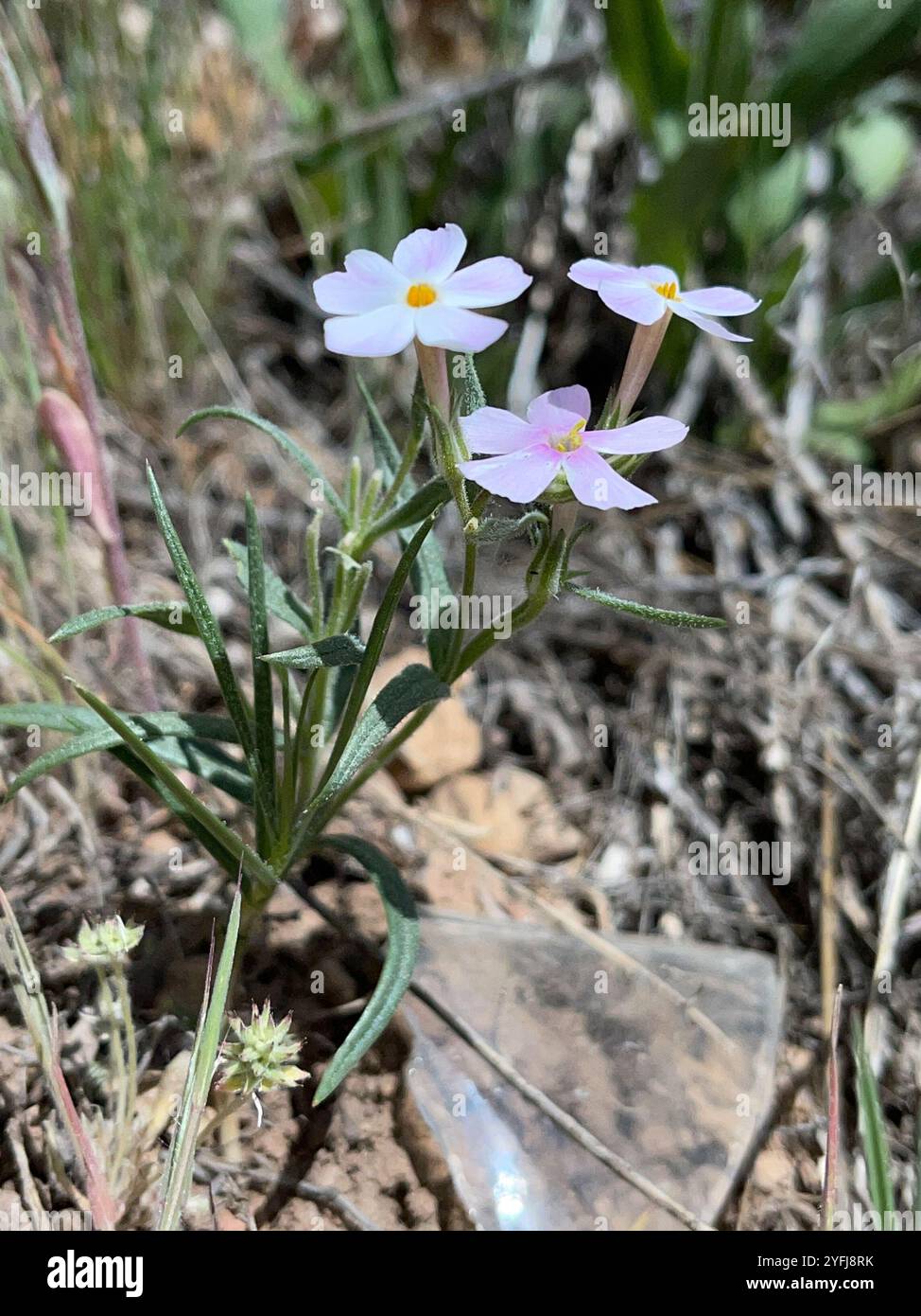 Phlox longifolia hi-res stock photography and images - Alamy