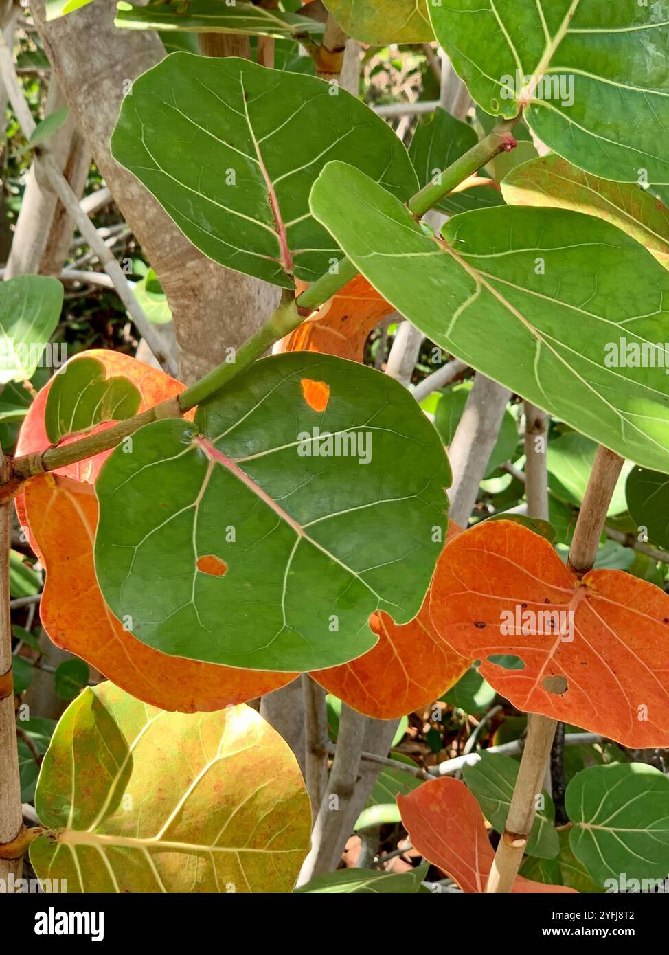 sea grape (Coccoloba uvifera Stock Photo - Alamy
