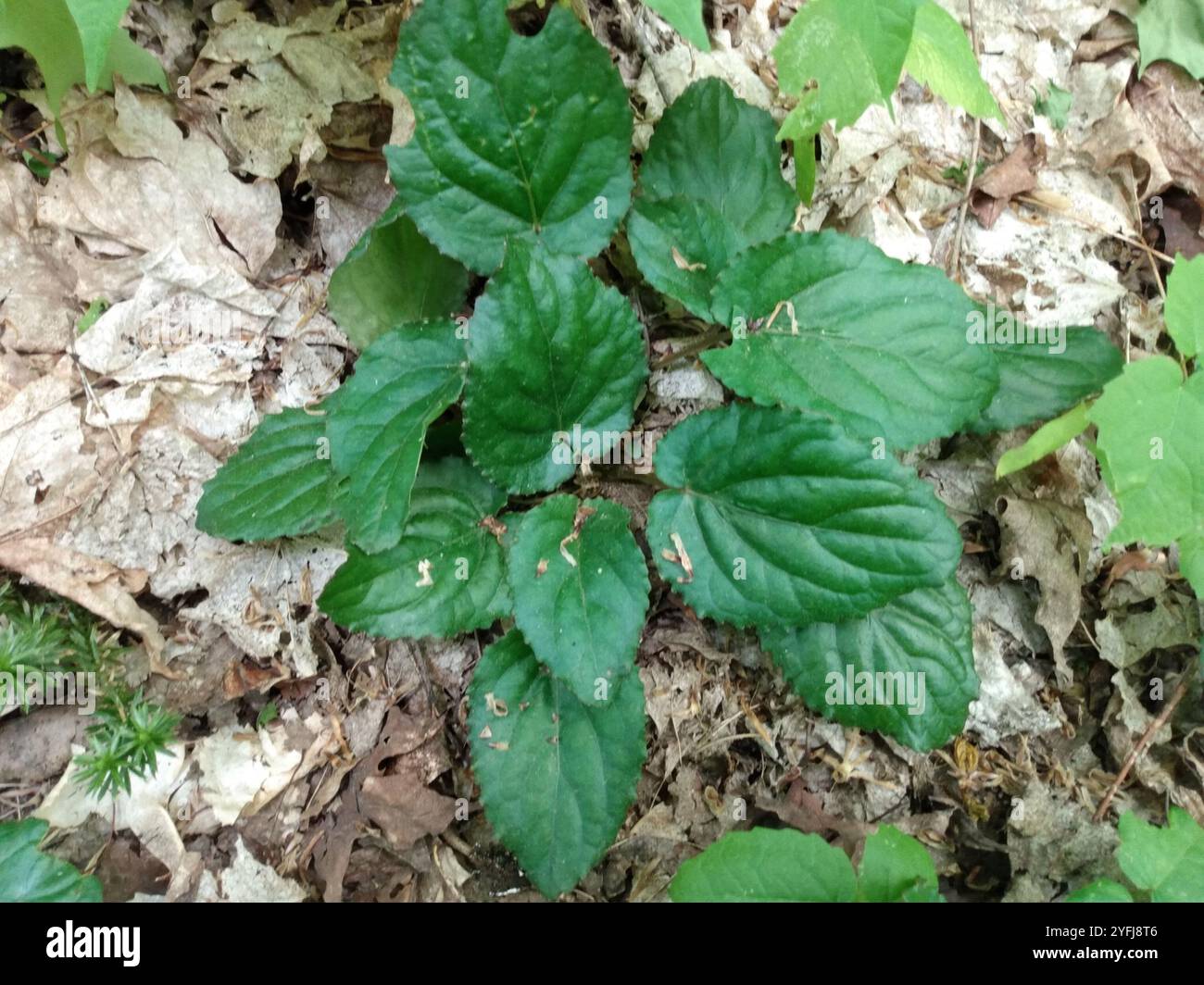 Round-leaved Violet (Viola rotundifolia Stock Photo - Alamy