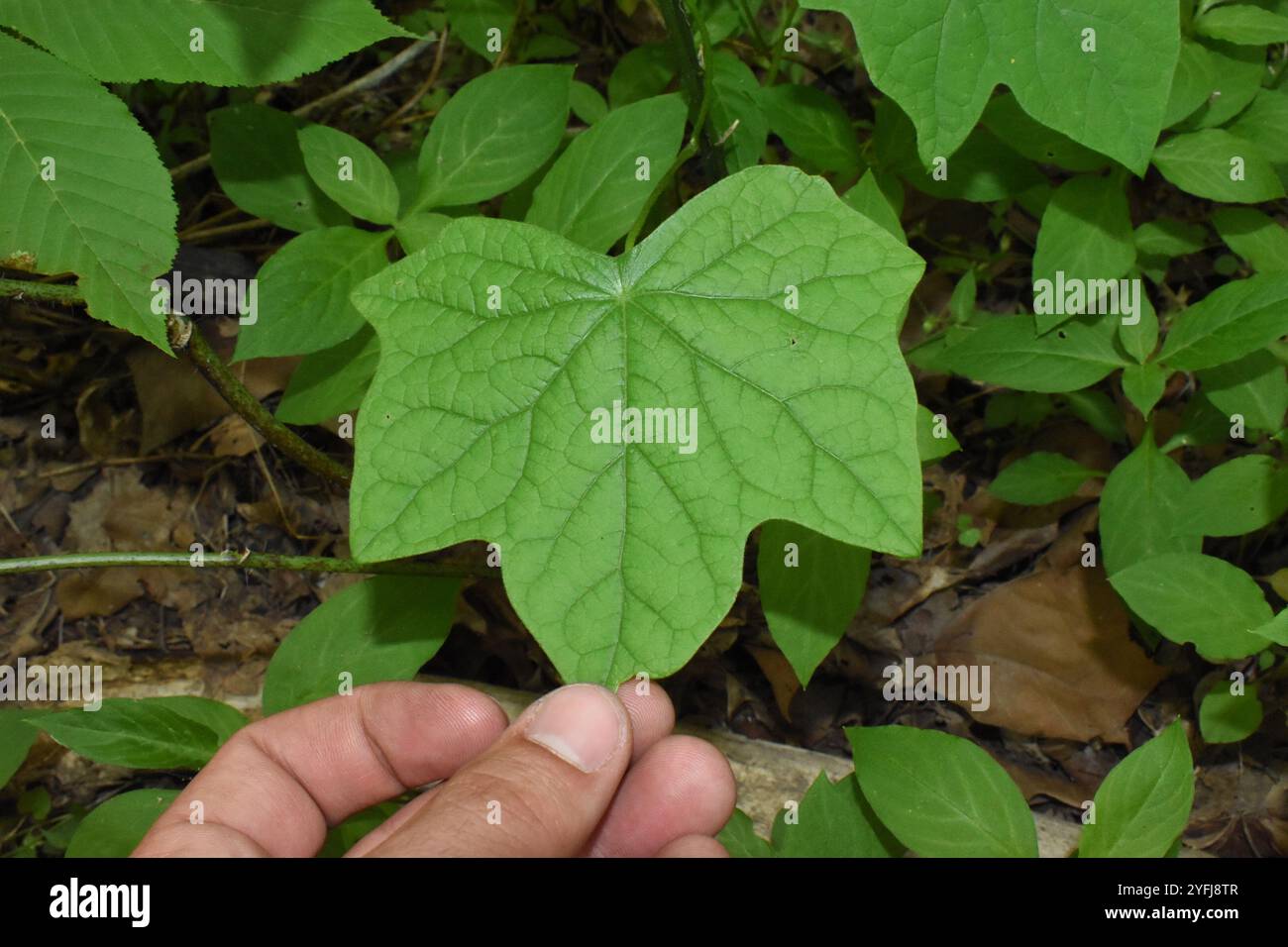 moonseed (Menispermum canadense Stock Photo - Alamy