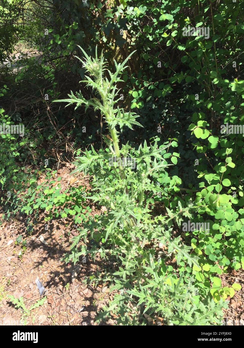 Bull Thistle (Cirsium vulgare Stock Photo - Alamy