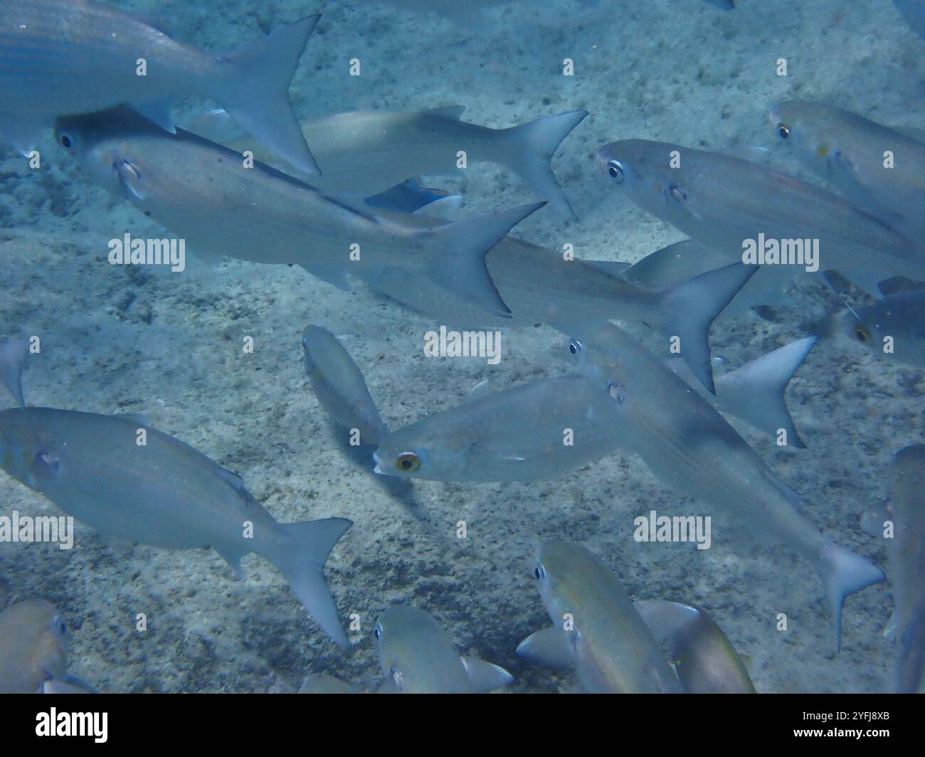 White Mullet (Mugil curema Stock Photo - Alamy