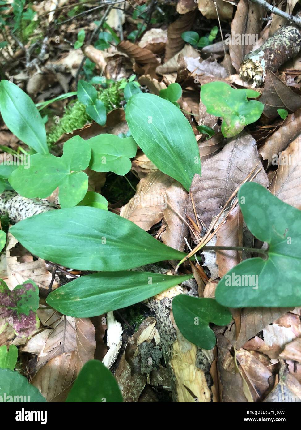 devil's bit (Chamaelirium luteum Stock Photo - Alamy