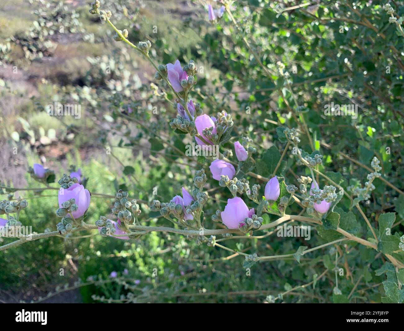 southern coastal bushmallow (Malacothamnus fasciculatus Stock Photo - Alamy
