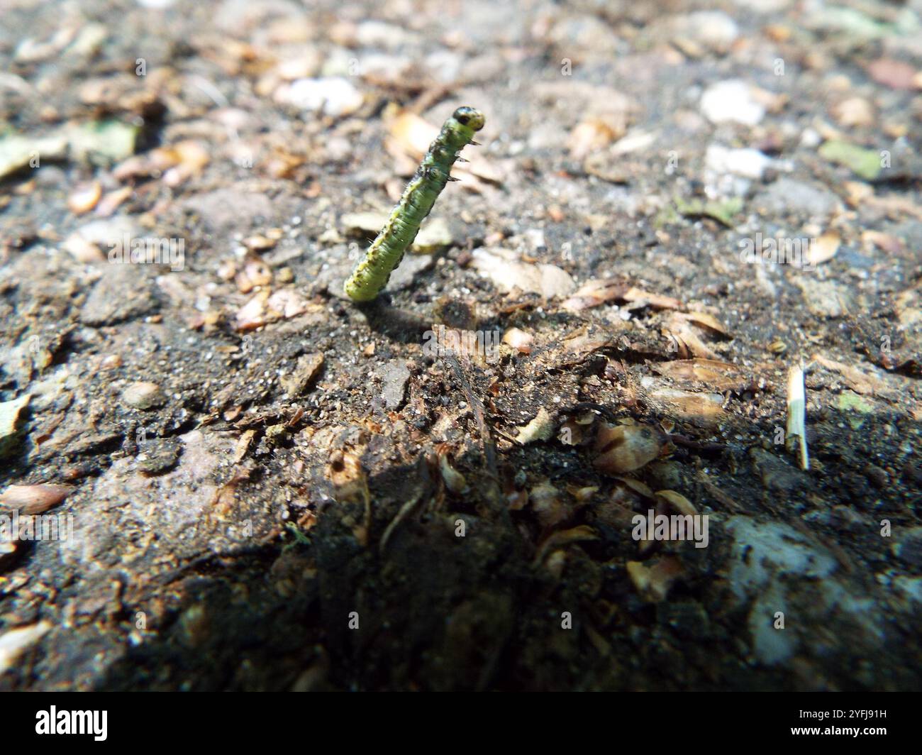 Spring Usher Moth (Agriopis leucophaearia Stock Photo - Alamy
