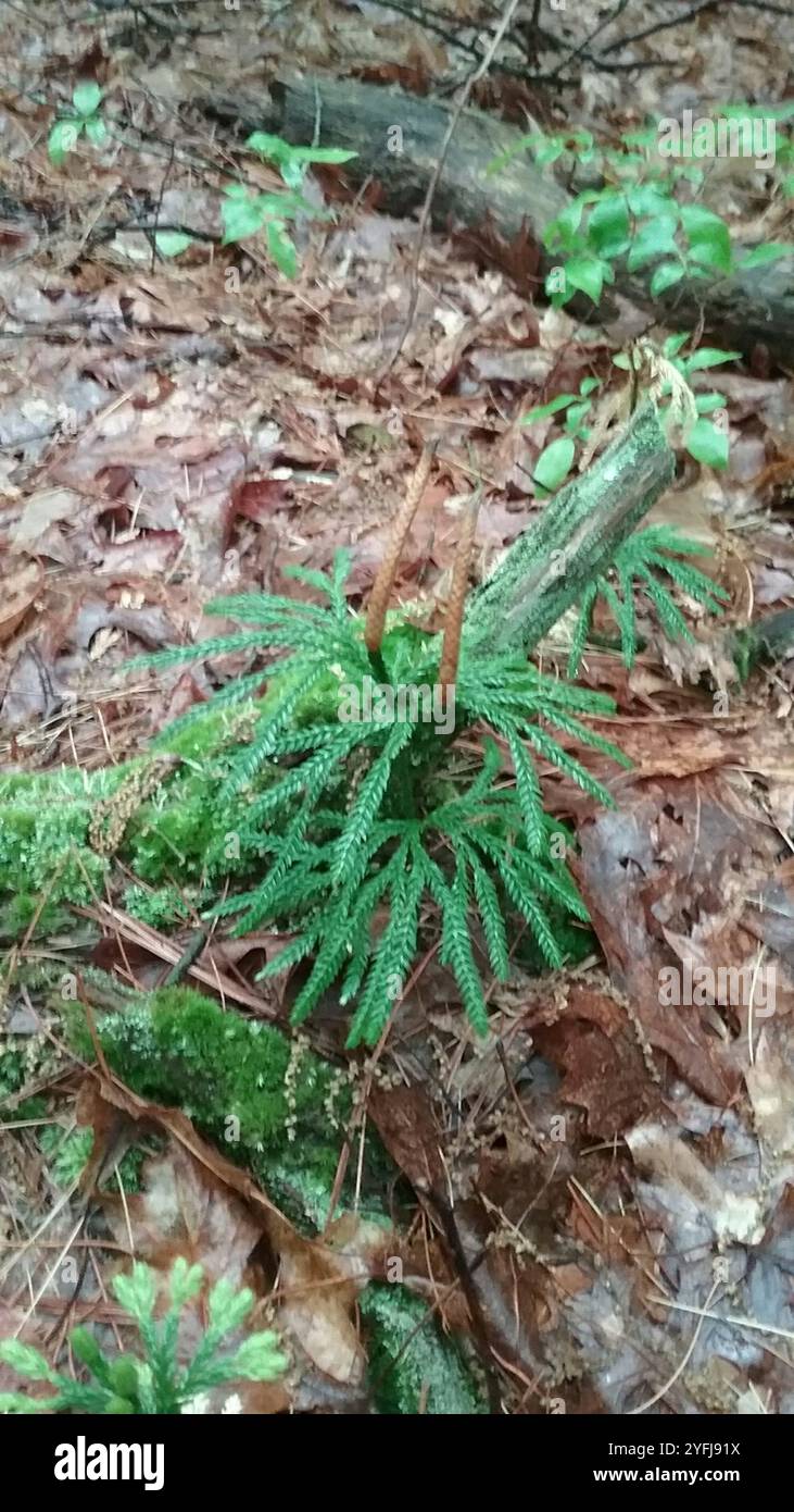 fan clubmoss (Diphasiastrum digitatum Stock Photo - Alamy