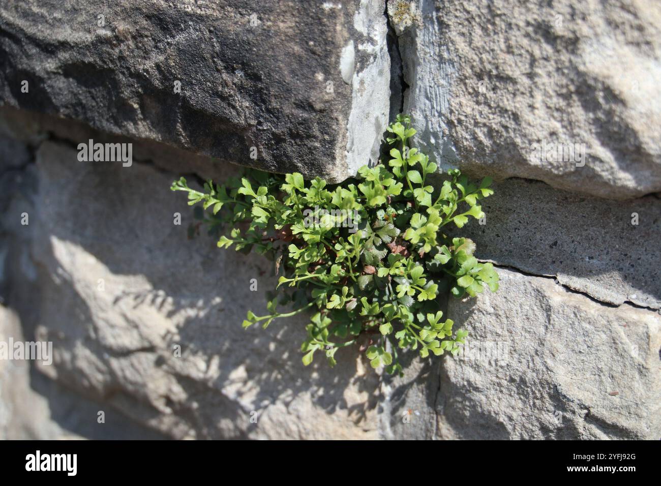 wall-rue (Asplenium ruta-muraria Stock Photo - Alamy
