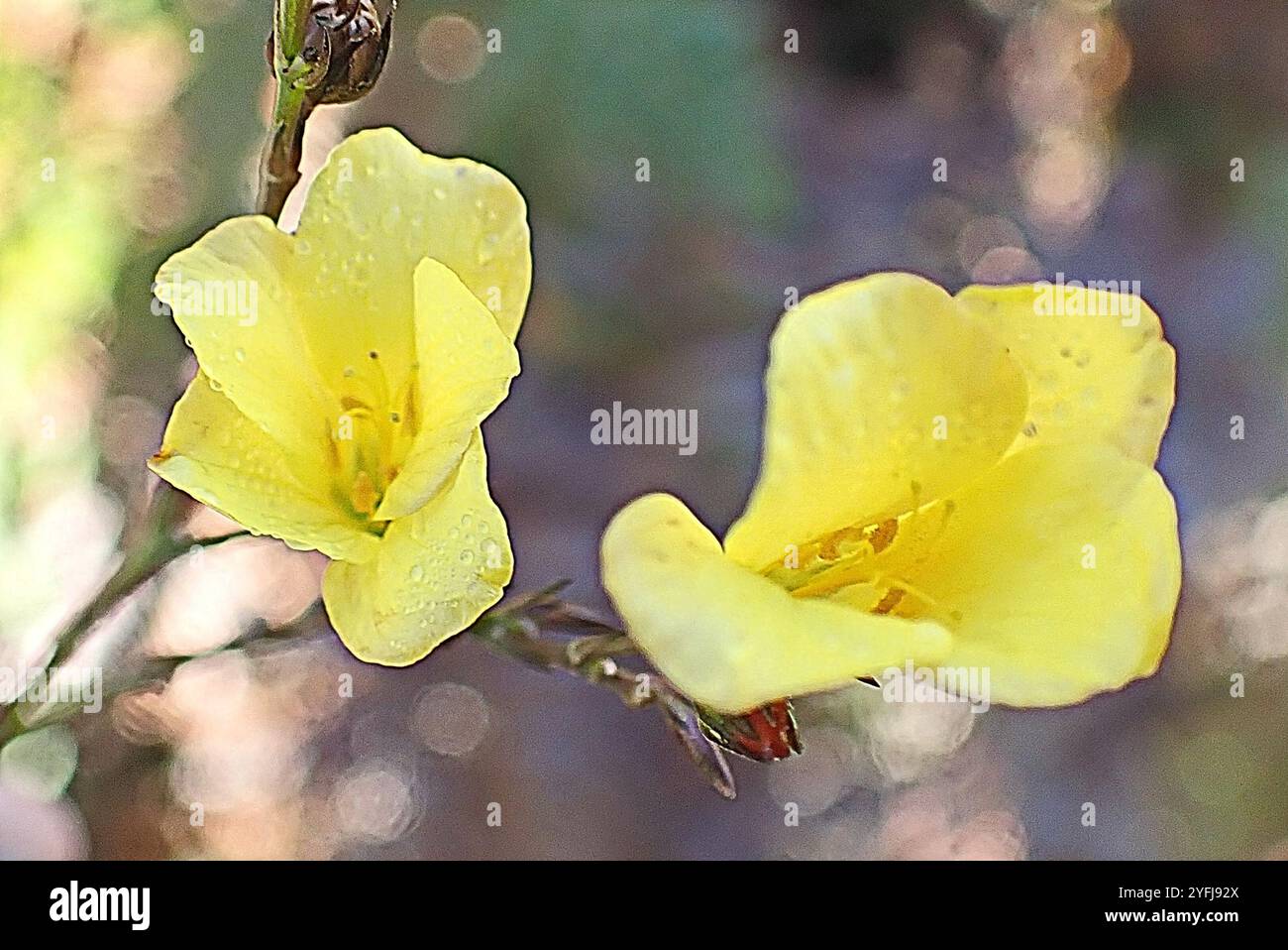 Half-mast Flax (Linum africanum Stock Photo - Alamy