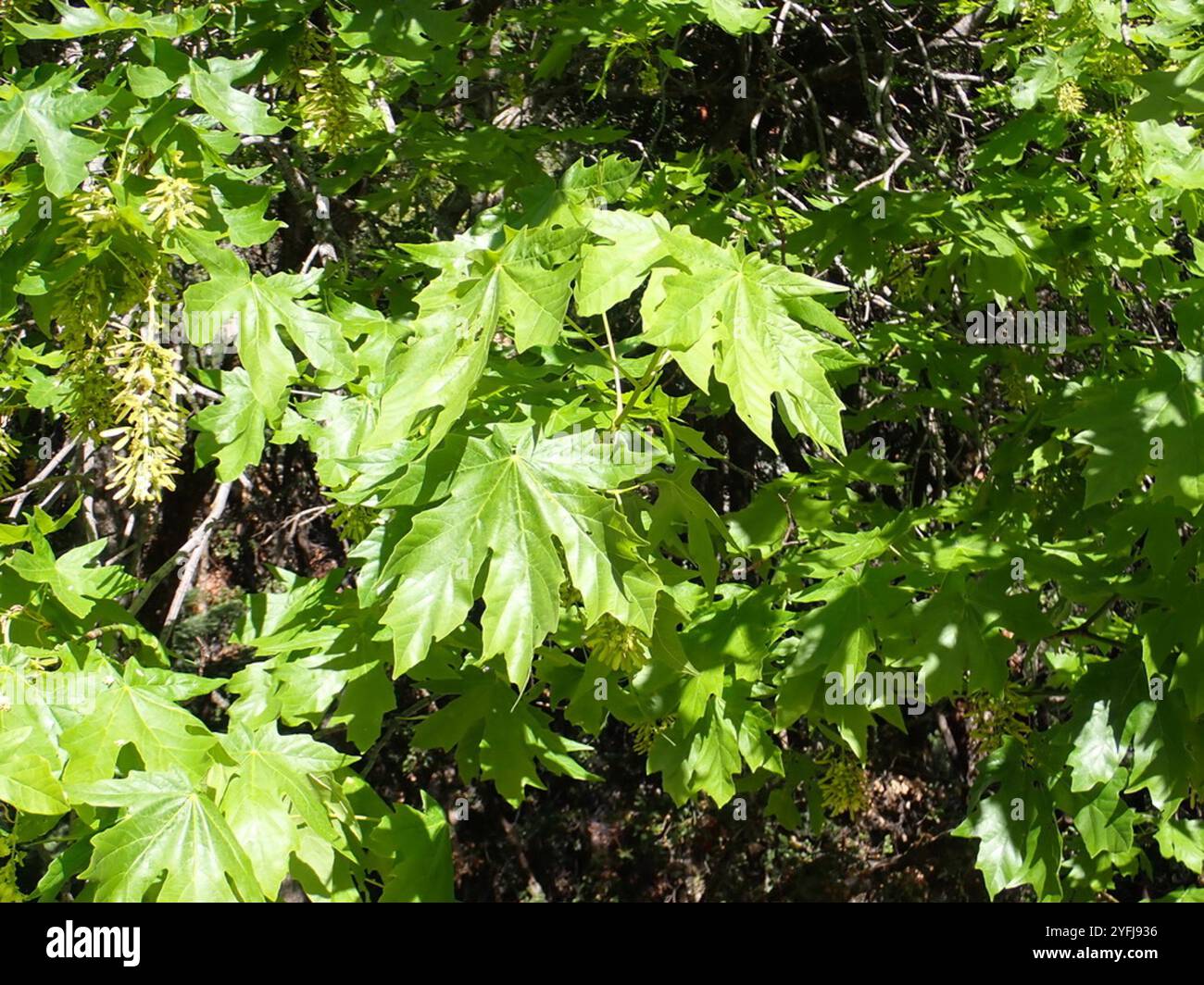 bigleaf maple (Acer macrophyllum Stock Photo - Alamy