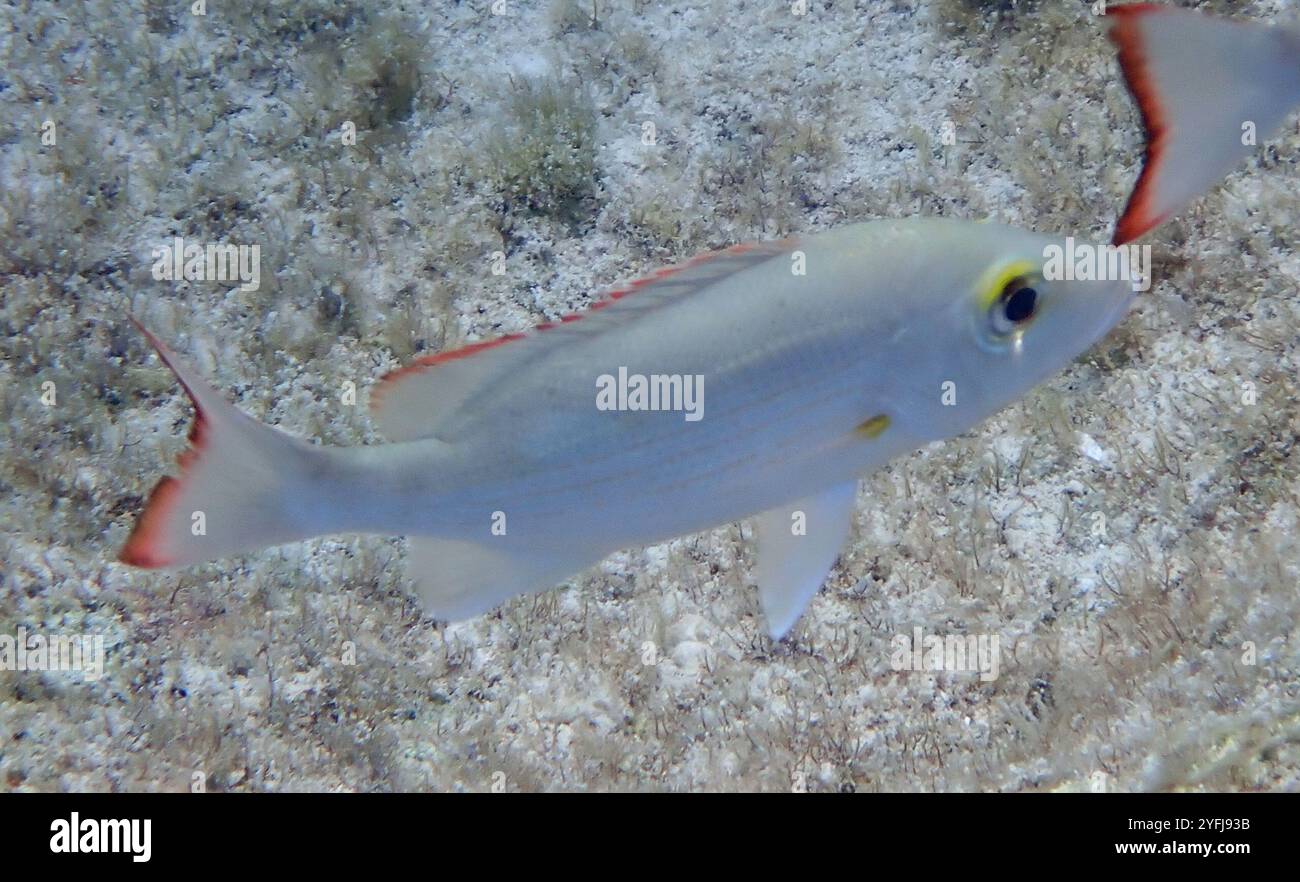 Mahogany Snapper (Lutjanus mahogoni Stock Photo - Alamy