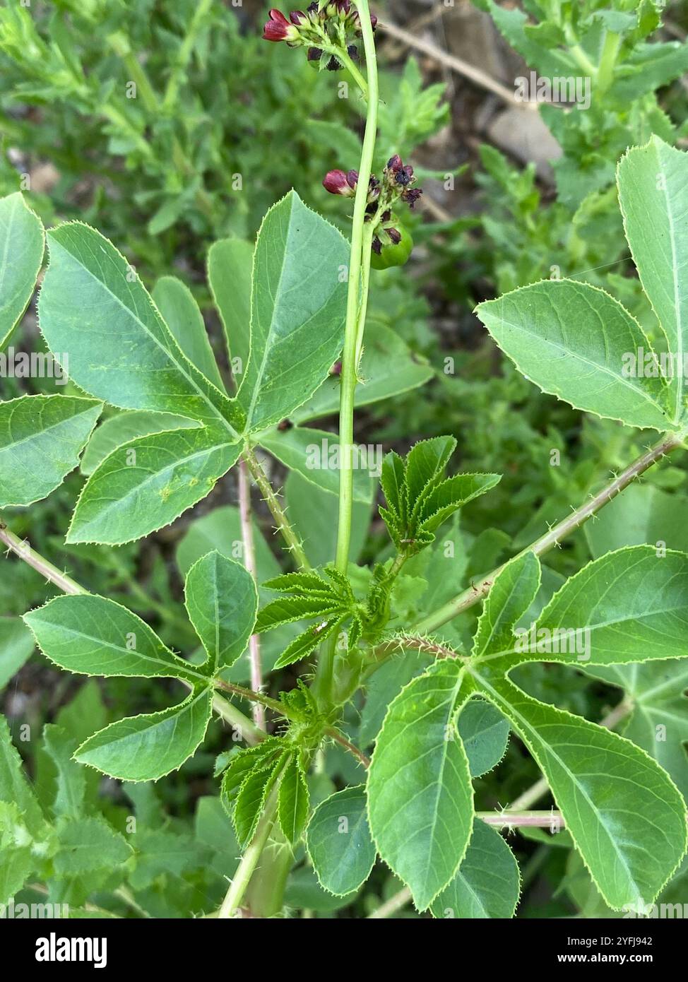 Bellyache Bush (Jatropha gossypiifolia Stock Photo - Alamy