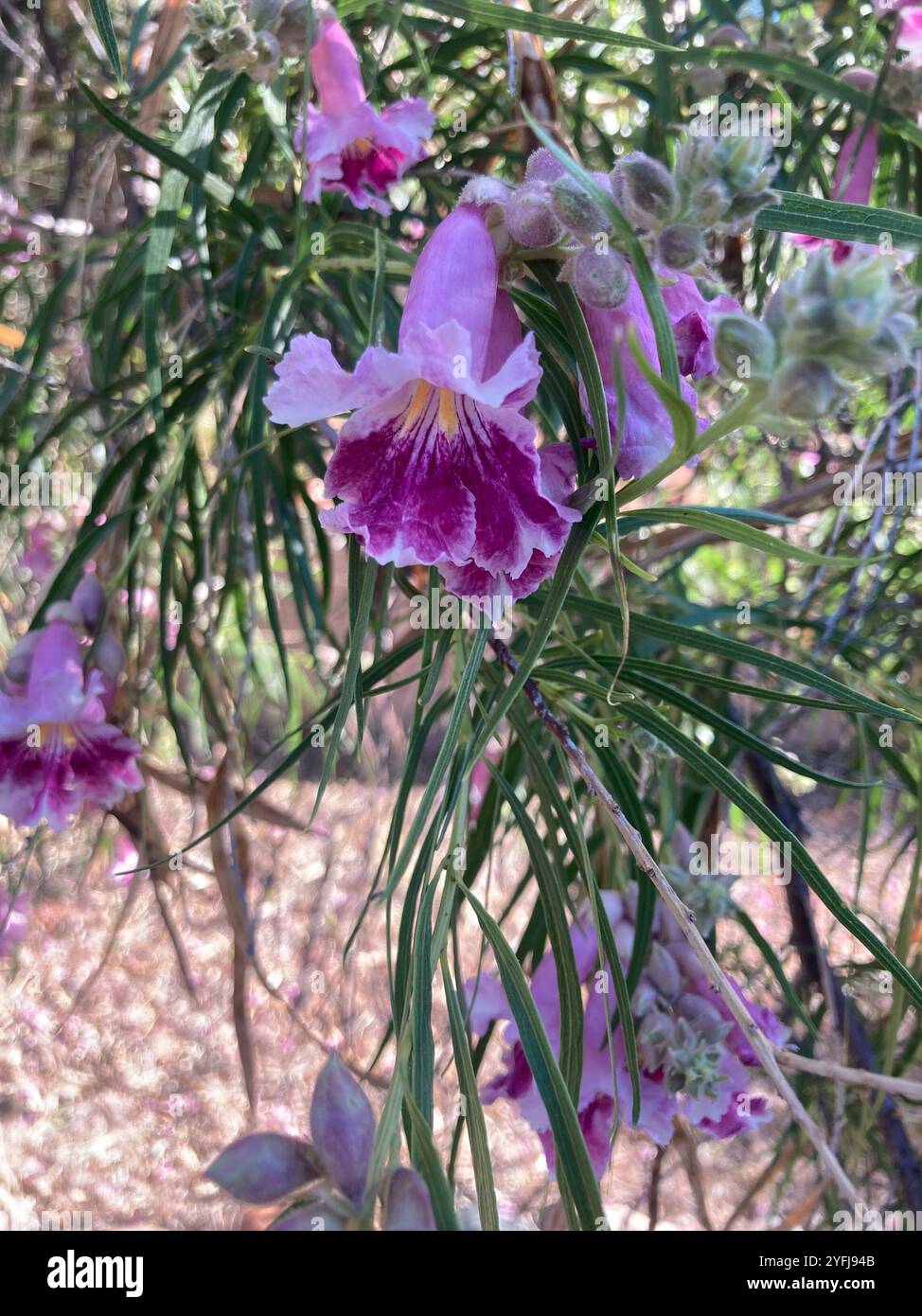 desert willow (Chilopsis linearis Stock Photo - Alamy