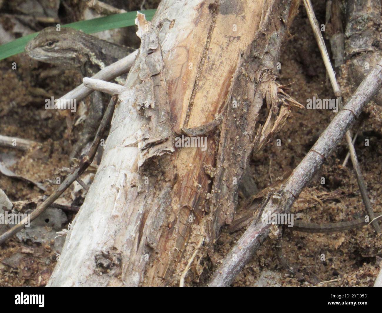 Prairie Lizard (Sceloporus consobrinus Stock Photo - Alamy