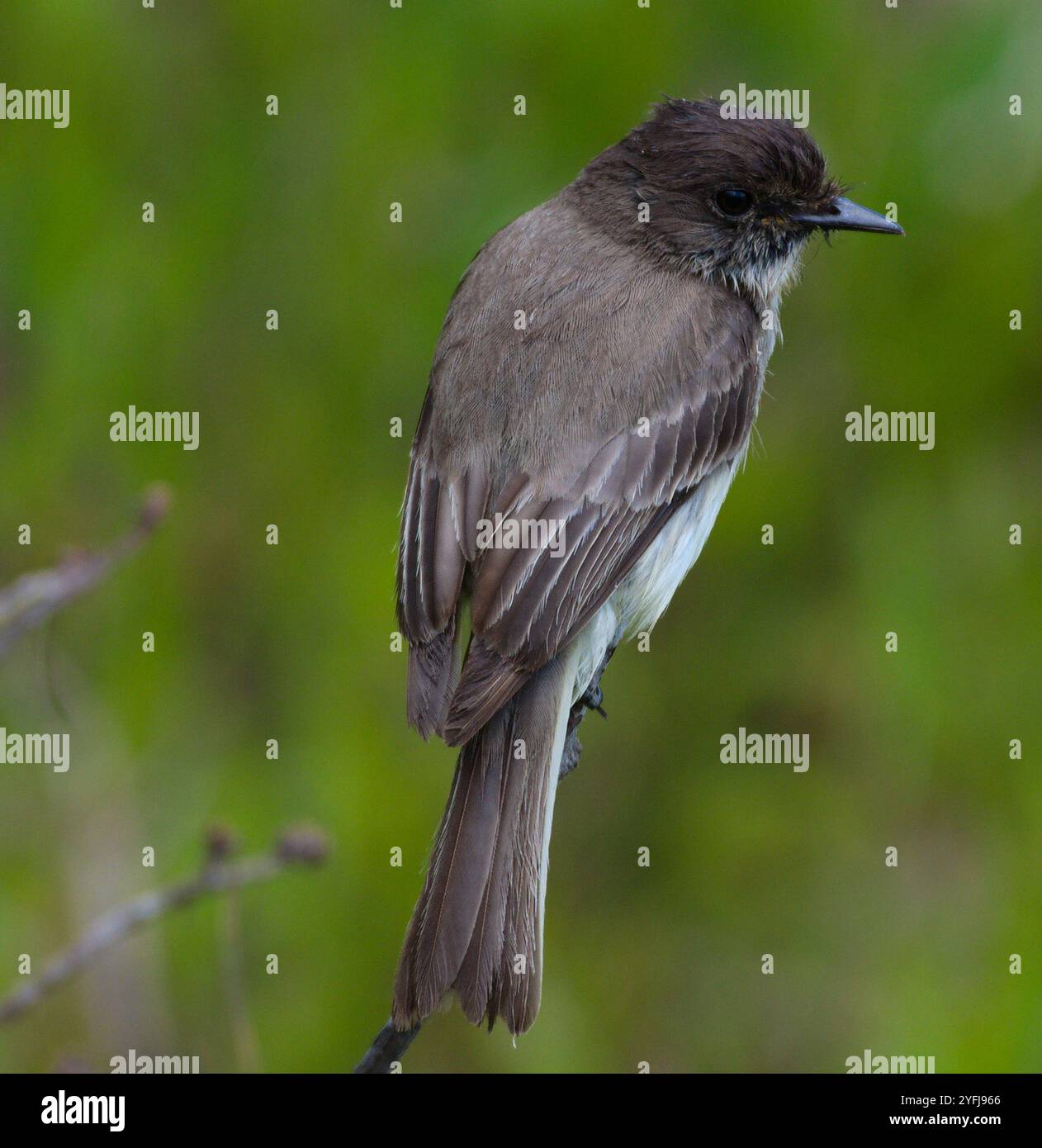 Eastern Phoebe (Sayornis phoebe Stock Photo - Alamy