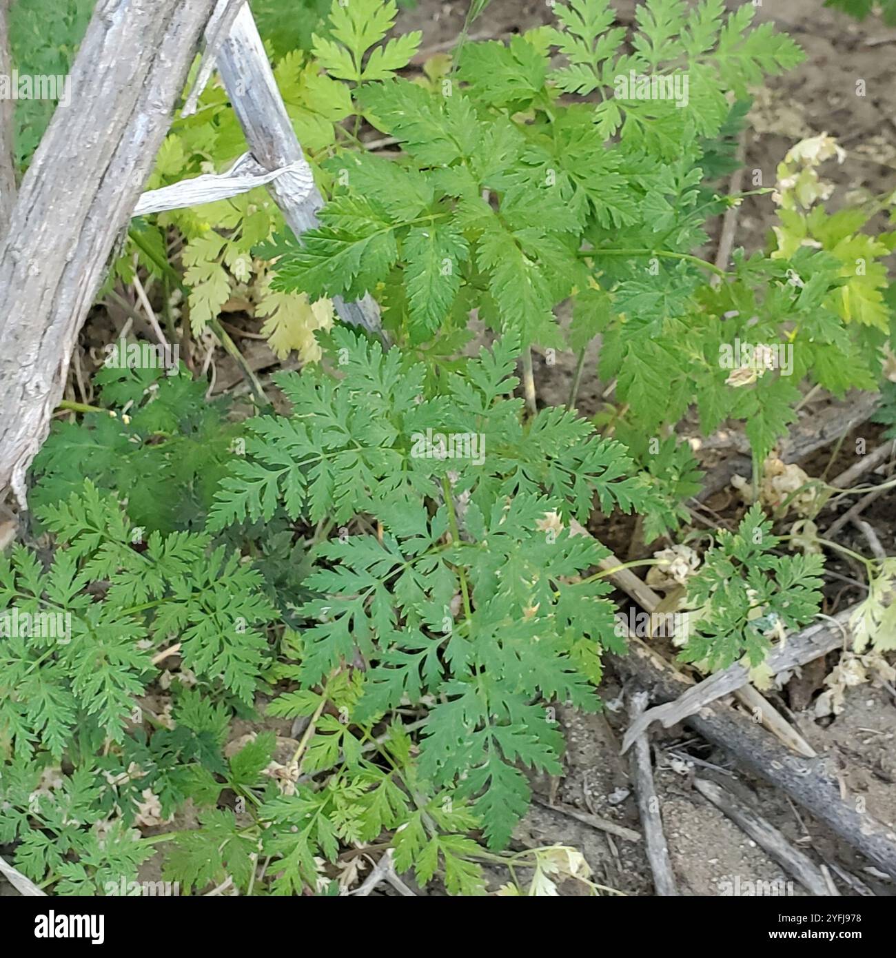 poison hemlock (Conium maculatum Stock Photo - Alamy