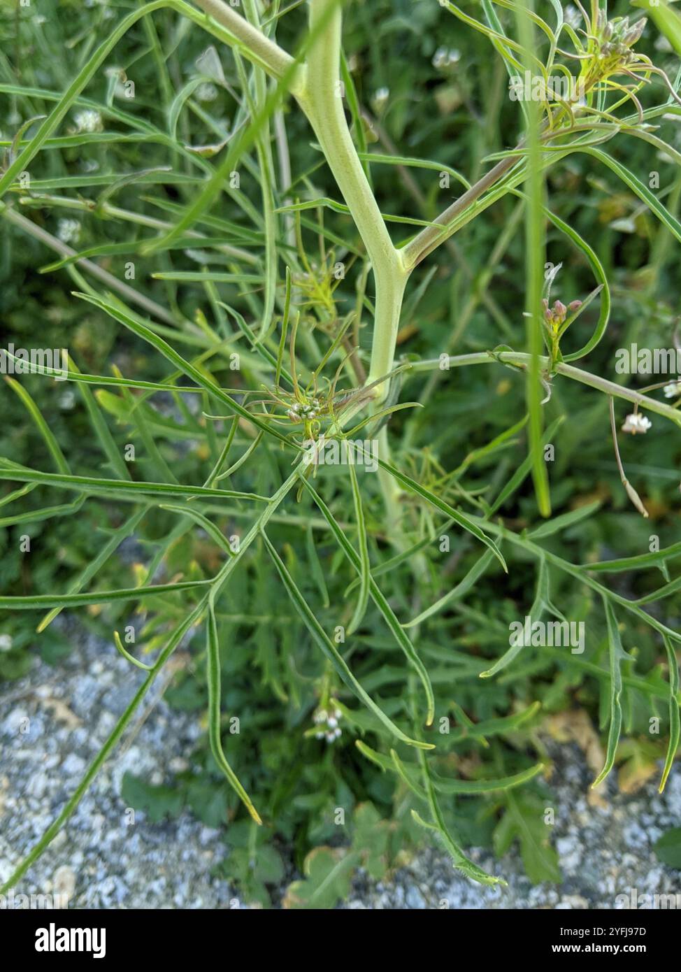 Tall Tumblemustard (Sisymbrium altissimum Stock Photo - Alamy