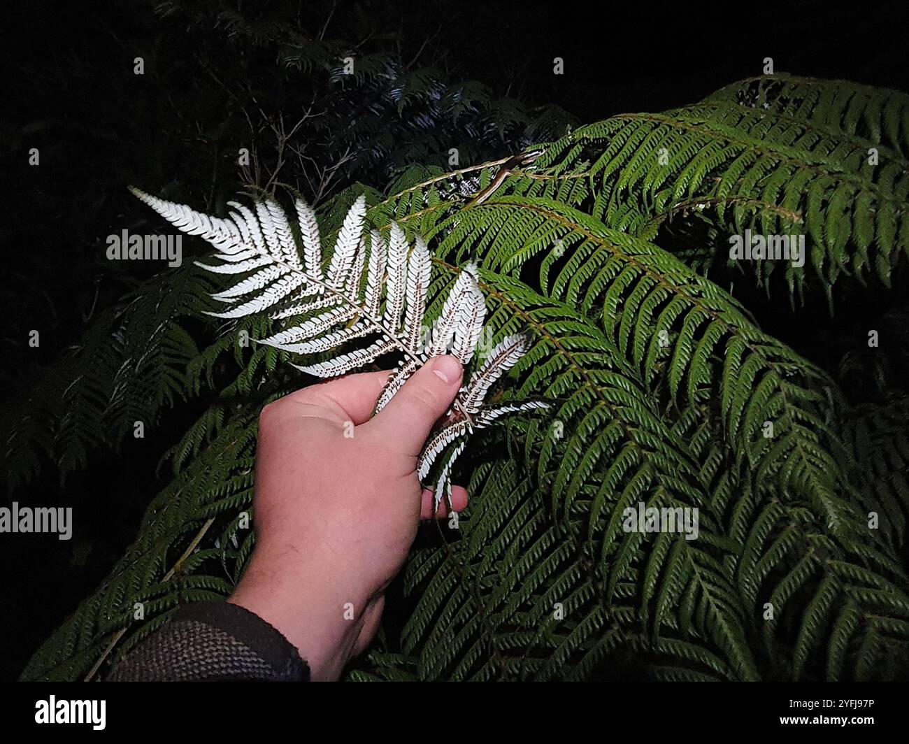 silver fern (Cyathea dealbata Stock Photo - Alamy