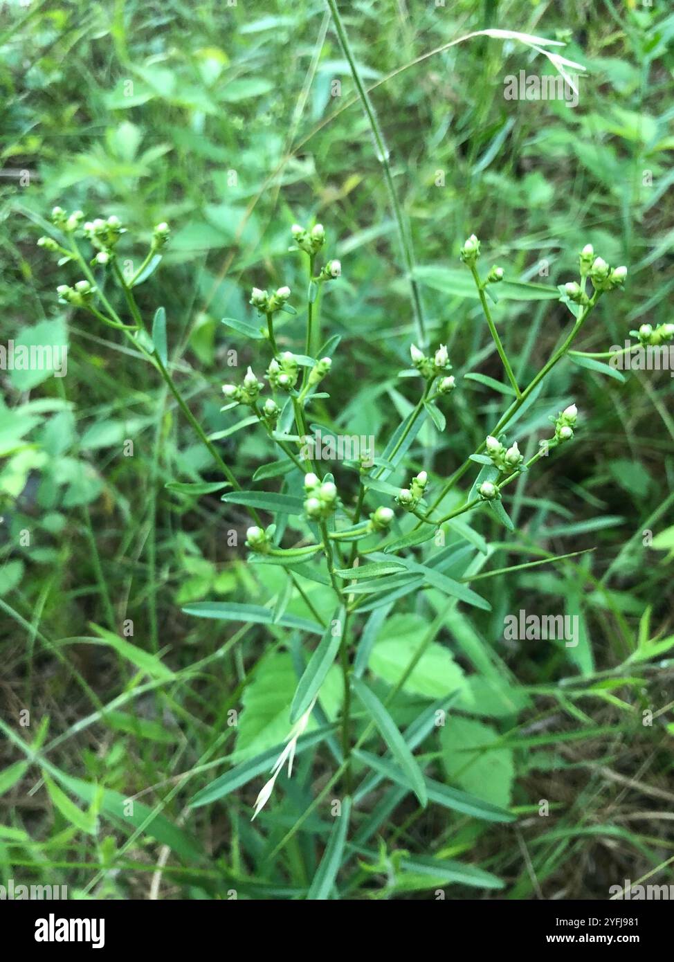 Narrowleaf Whitetop Aster (Sericocarpus linifolius Stock Photo - Alamy