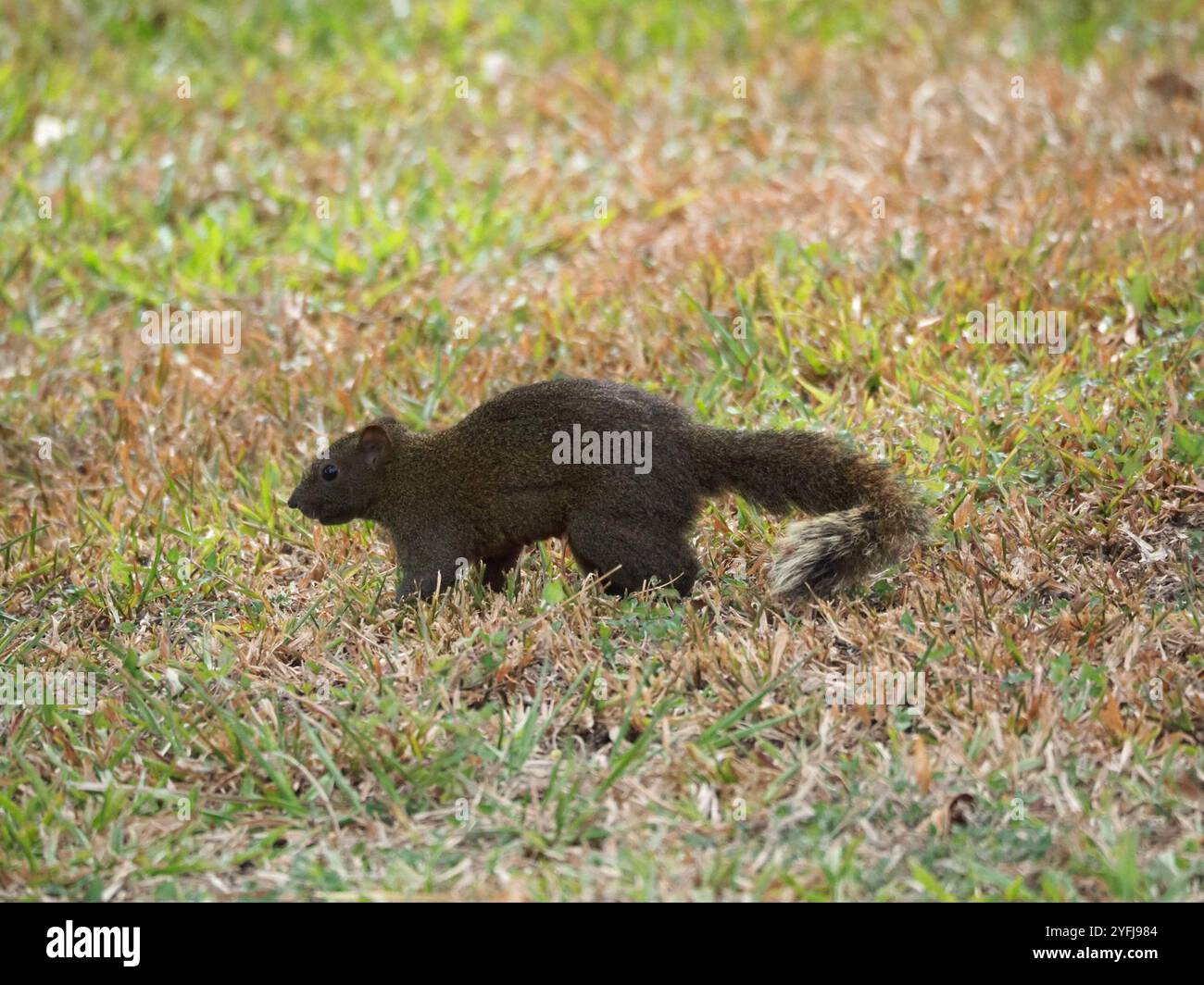 Taiwan Squirrel (Callosciurus erythraeus thaiwanensis Stock Photo - Alamy