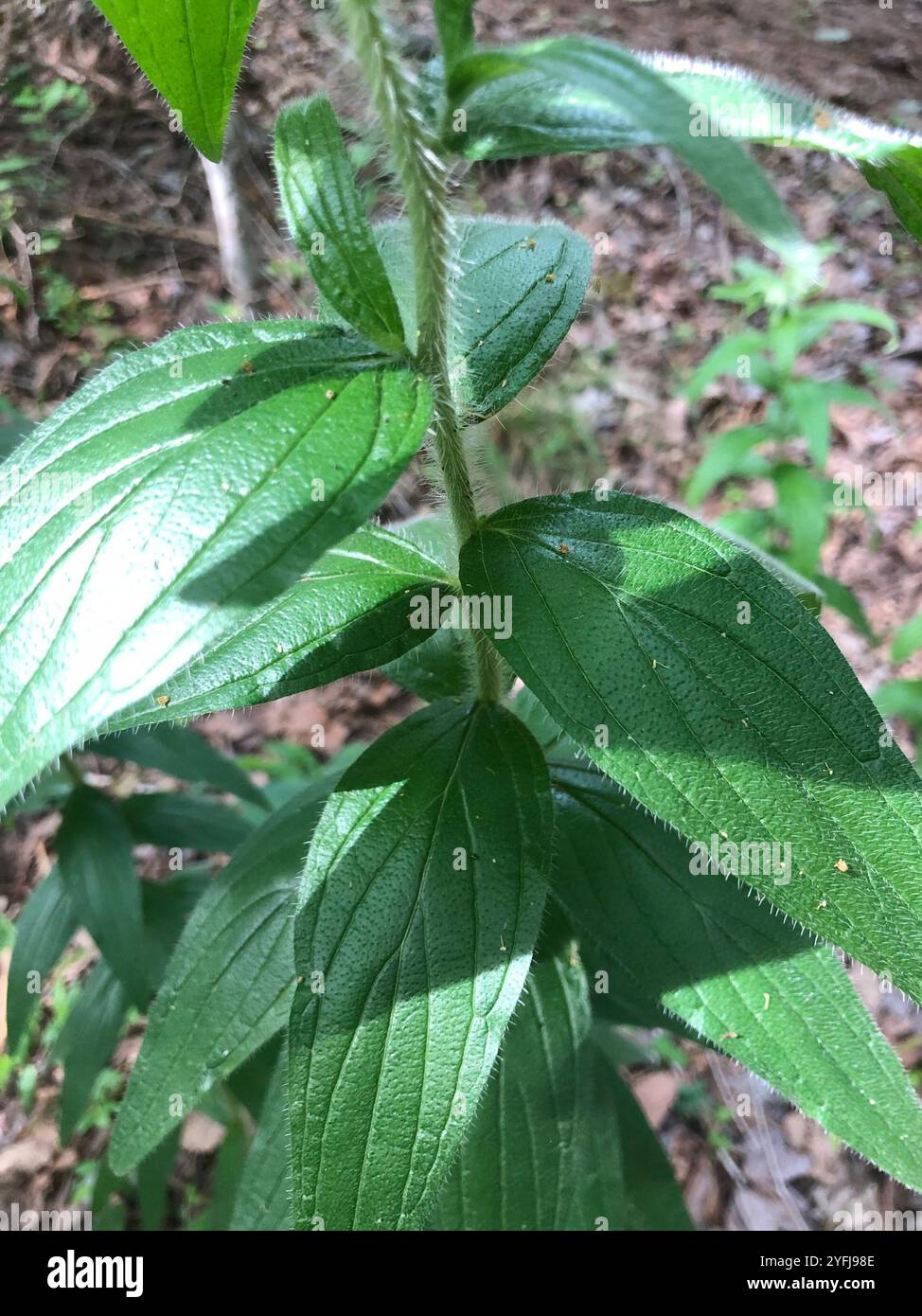 Marbleseed hi-res stock photography and images - Alamy