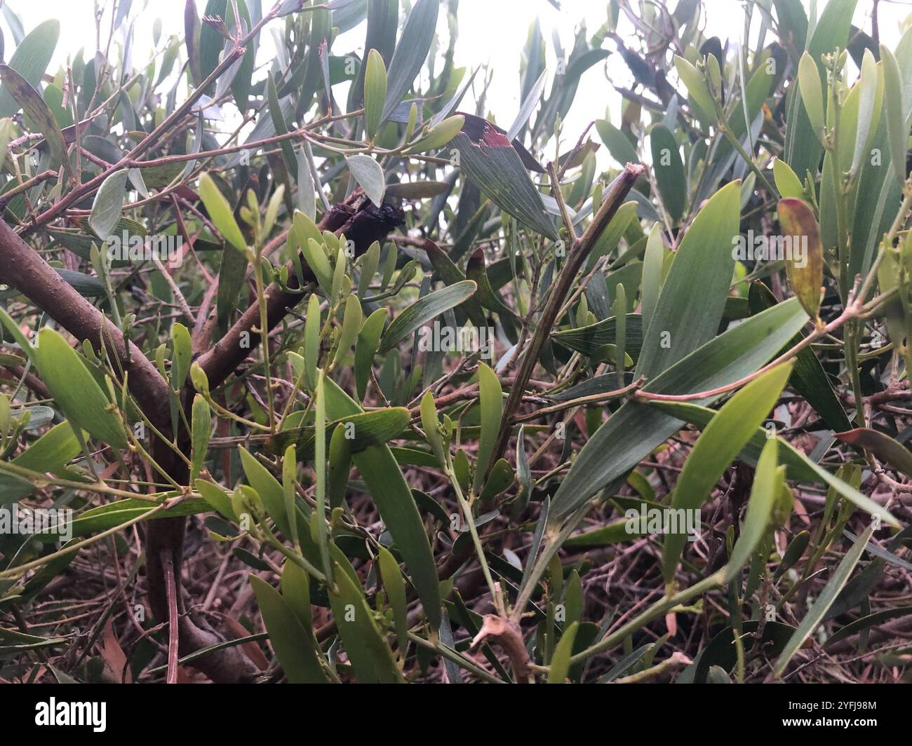 western coastal wattle (Acacia cyclops Stock Photo - Alamy