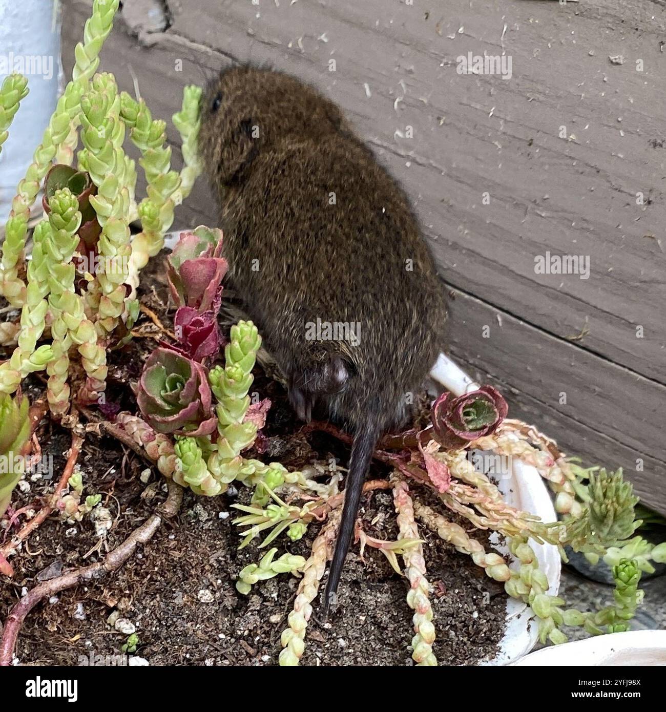 Meadow Vole (Microtus pennsylvanicus Stock Photo - Alamy