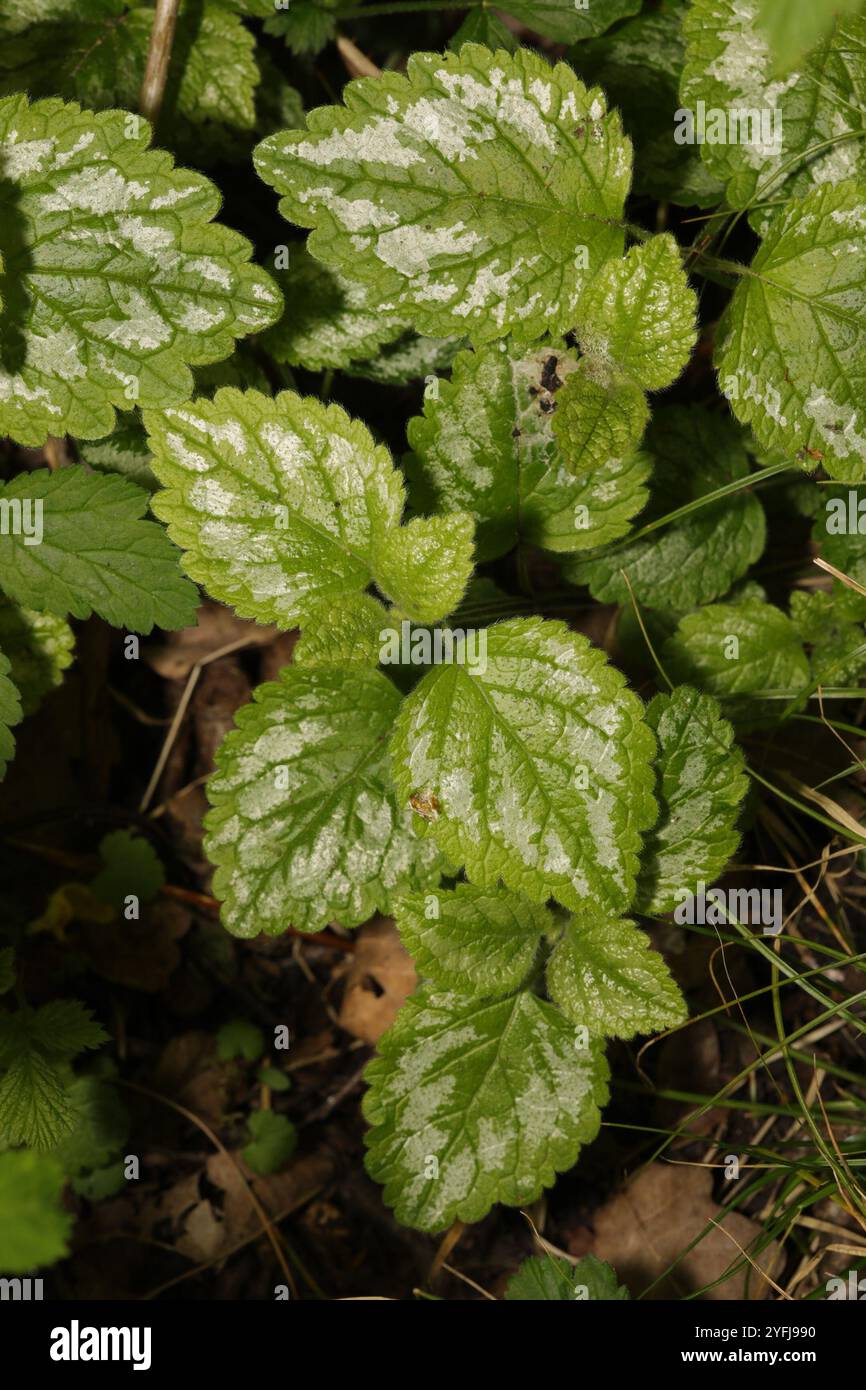 Variegated Yellow Archangel (Lamium galeobdolon argentatum Stock Photo ...