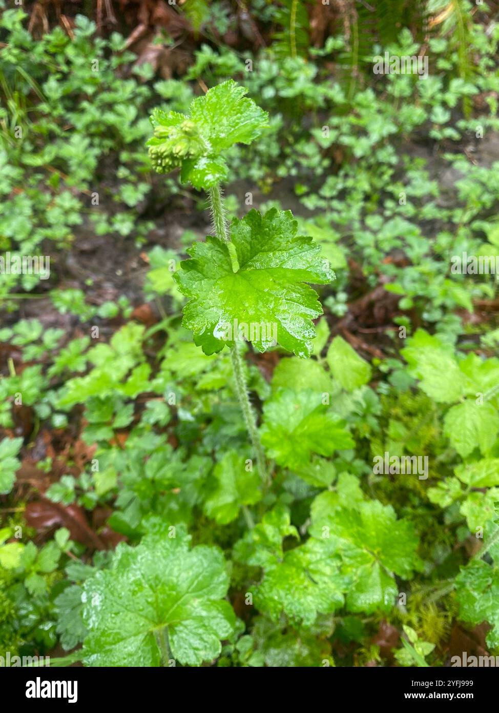 fringe cups (Tellima grandiflora Stock Photo - Alamy