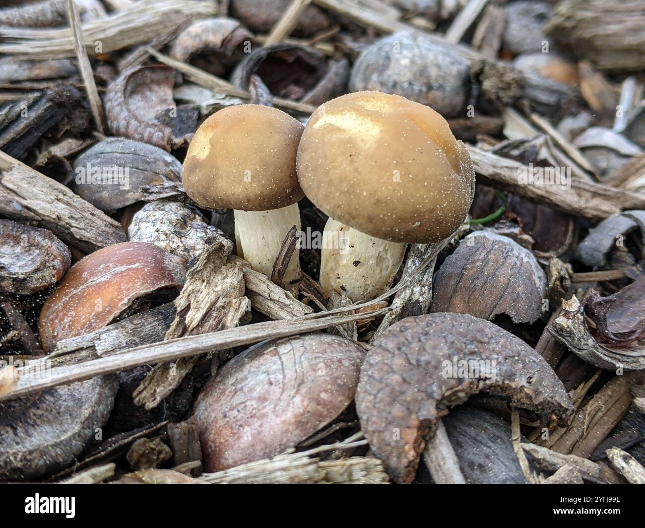 Spring Fieldcap (Agrocybe praecox Stock Photo - Alamy