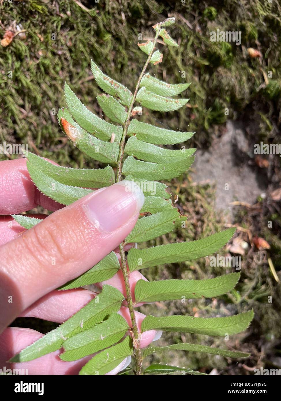shield ferns (Polystichum Stock Photo - Alamy