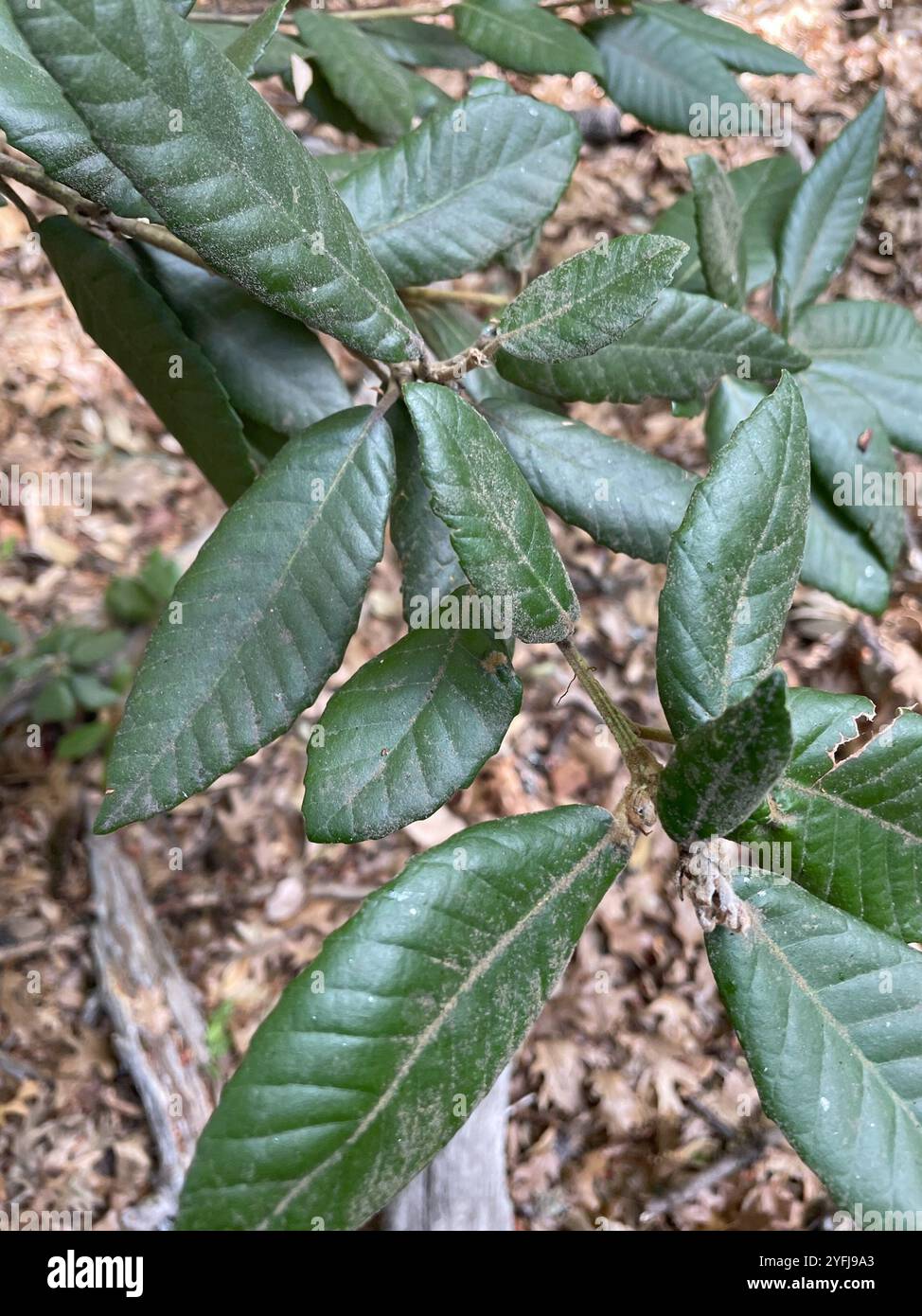 Tanoak (Notholithocarpus densiflorus Stock Photo - Alamy