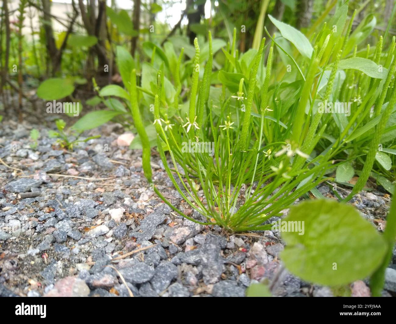 Tiny Mousetail (Myosurus minimus Stock Photo - Alamy