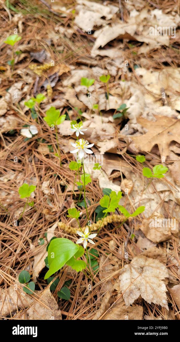 Threeleaf goldthread hi-res stock photography and images - Alamy