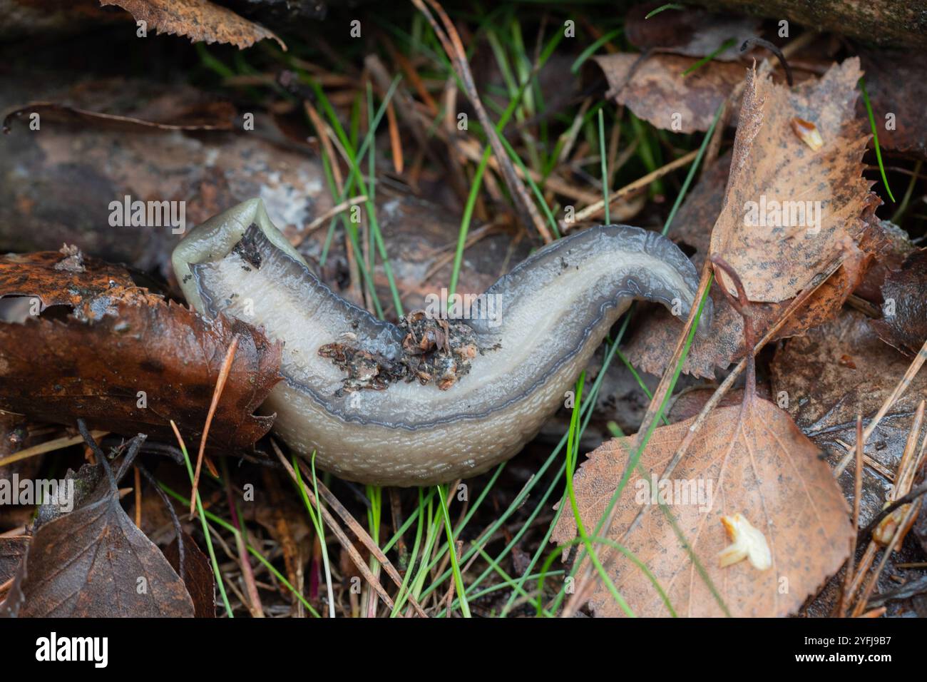 Ash black slug hi-res stock photography and images - Alamy