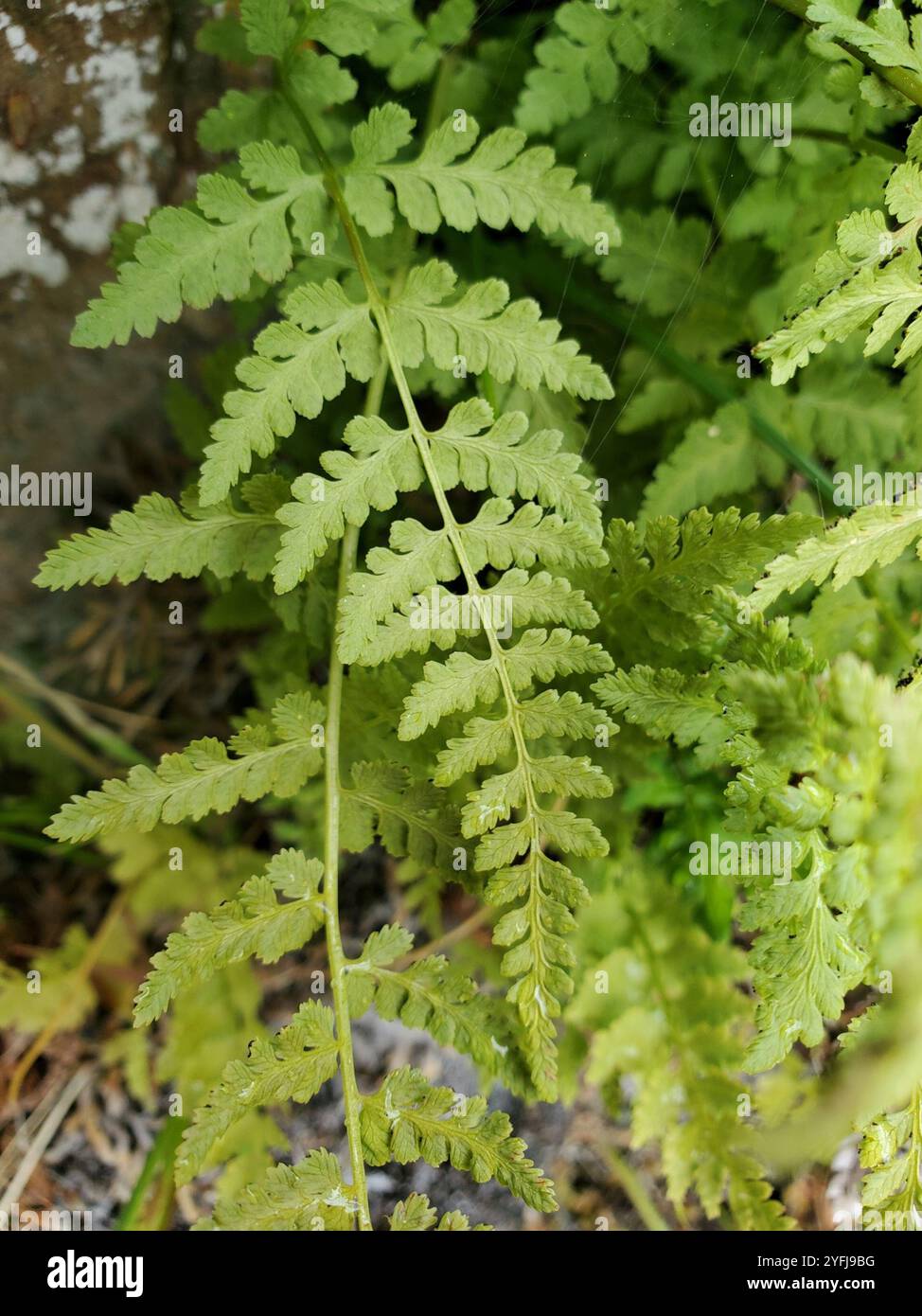 brittle bladderfern (Cystopteris fragilis Stock Photo - Alamy