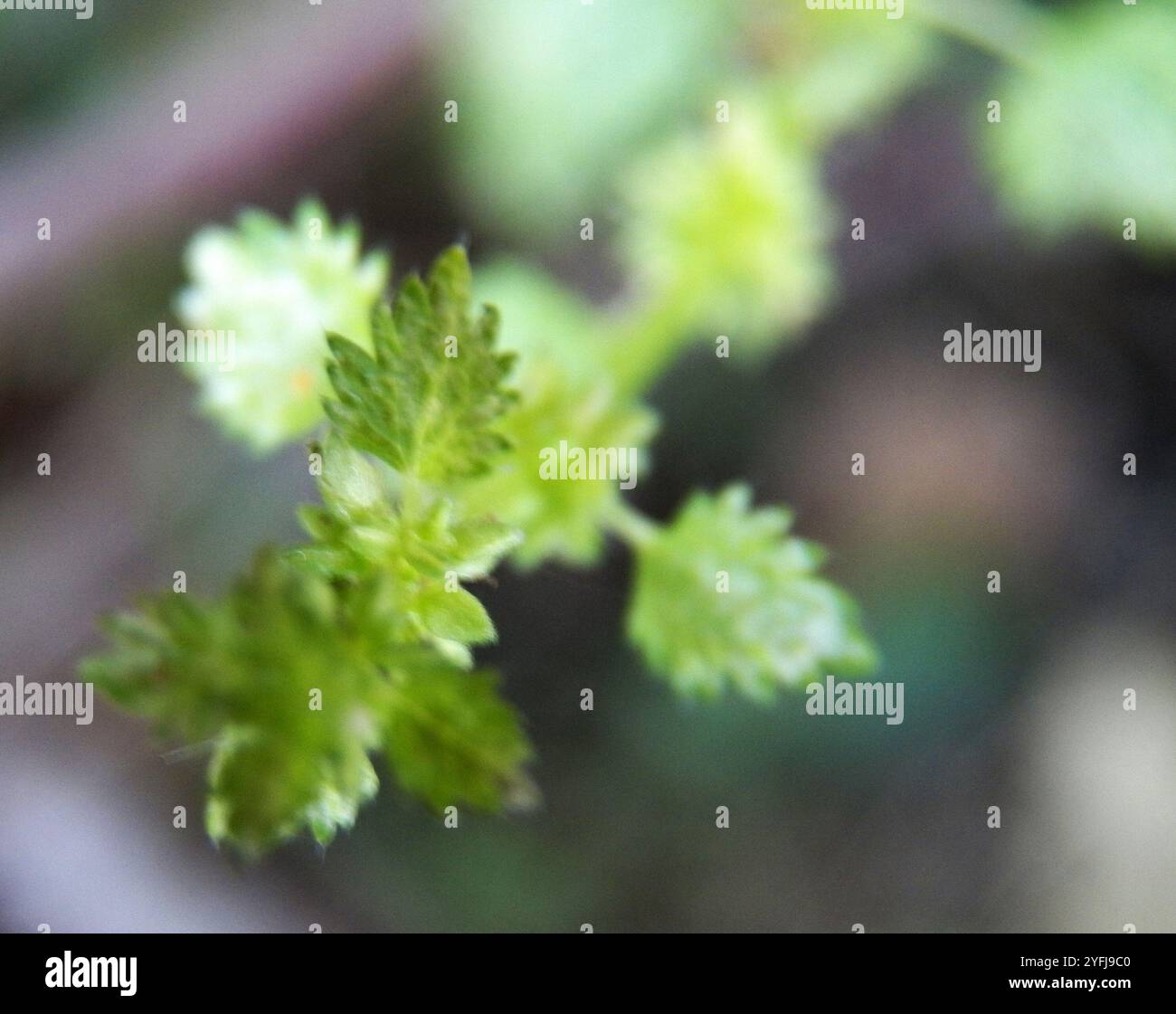 heartleaf nettle (Urtica chamaedryoides Stock Photo - Alamy