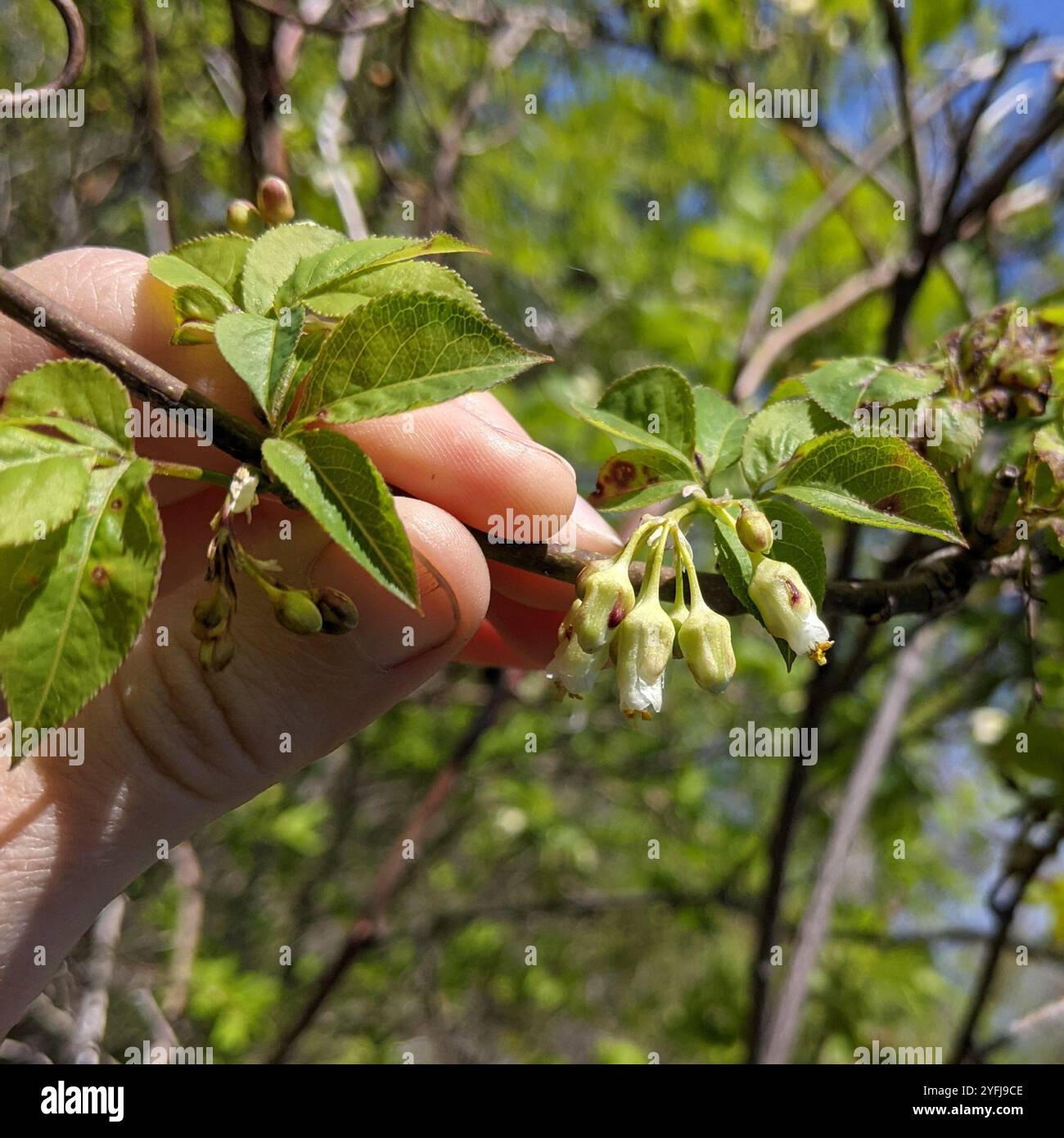 American bladdernut hi-res stock photography and images - Alamy