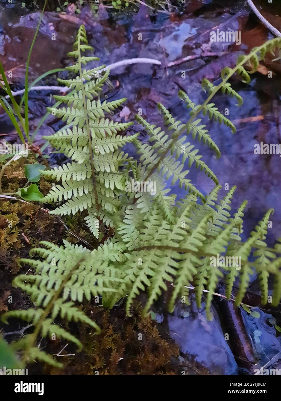 lady ferns (Athyrium Stock Photo - Alamy
