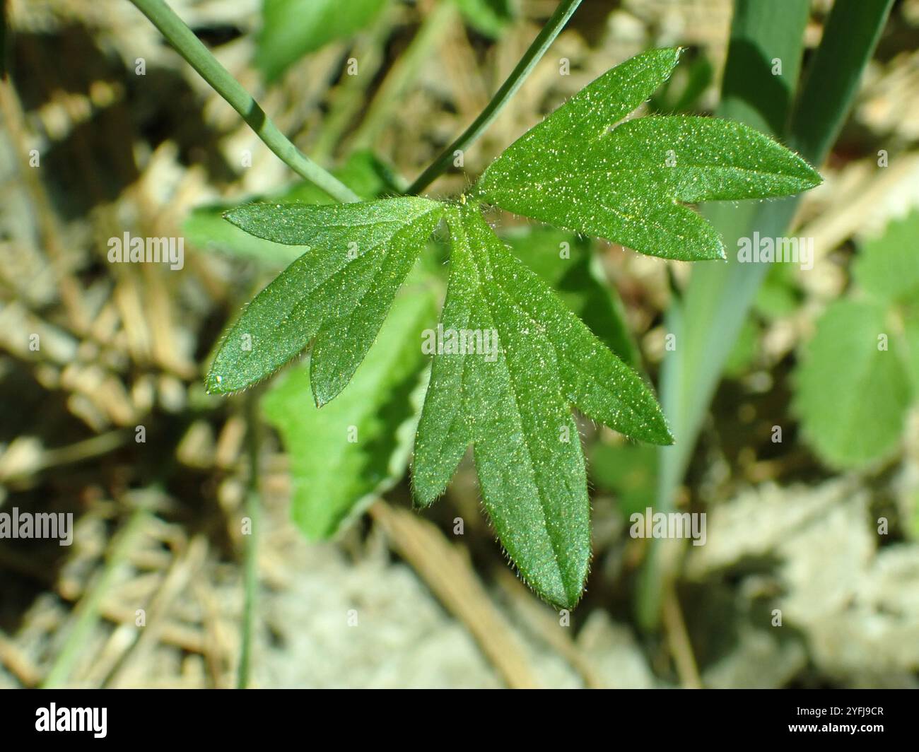 Western Buttercup (Ranunculus occidentalis Stock Photo - Alamy