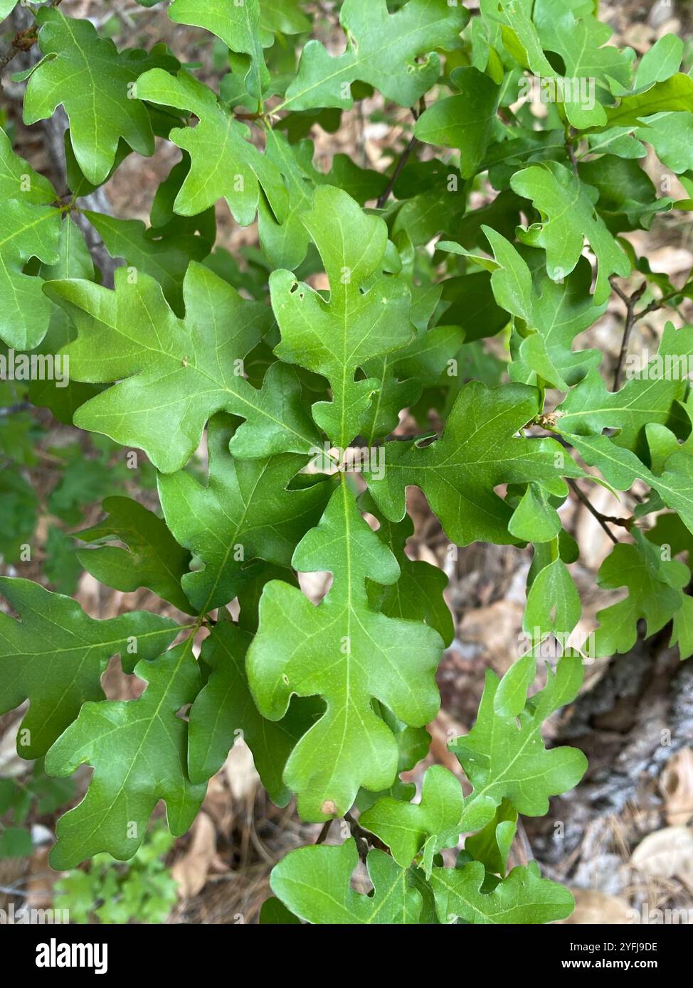sand post oak (Quercus margaretiae Stock Photo - Alamy