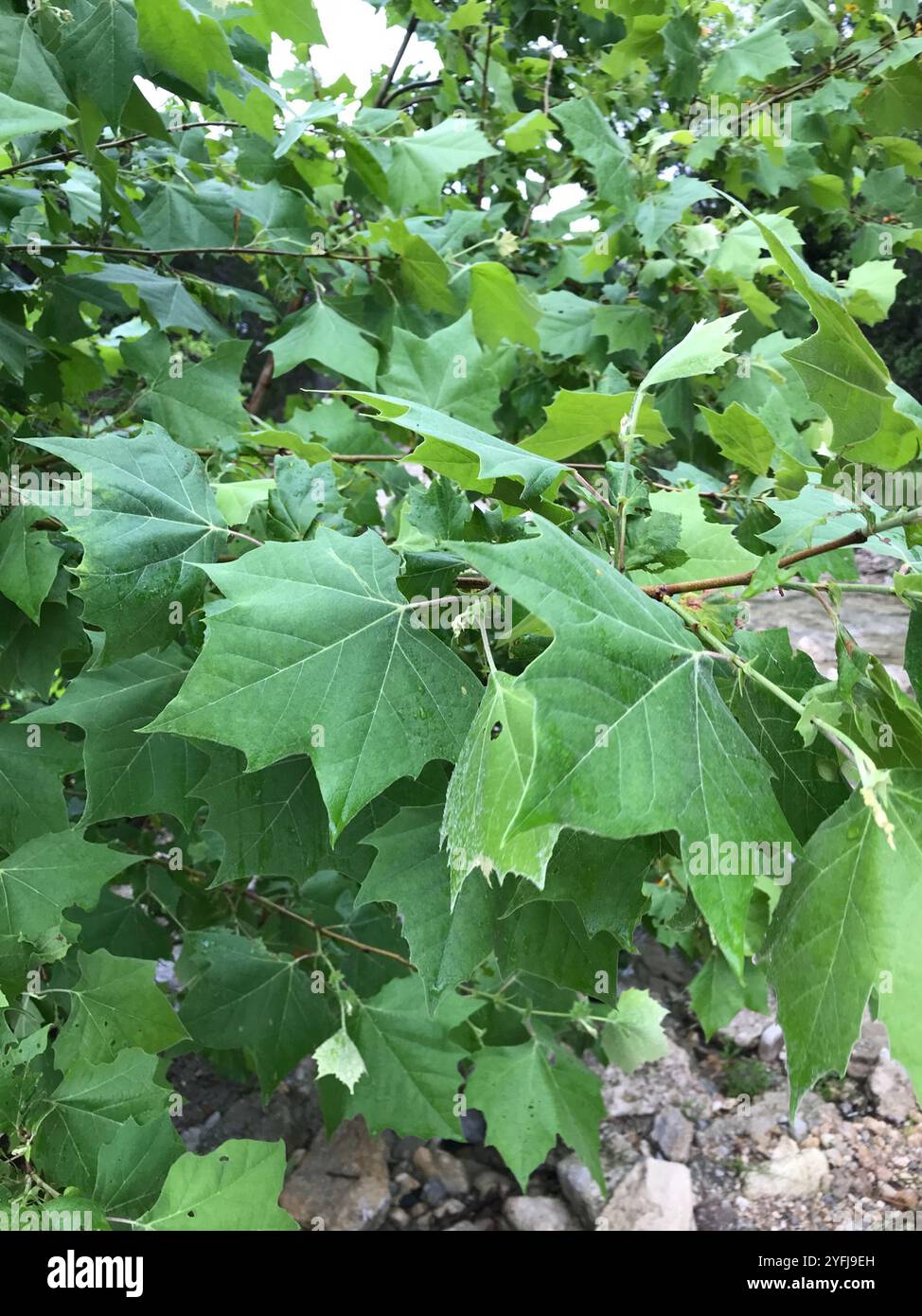 American sycamore (Platanus occidentalis Stock Photo - Alamy
