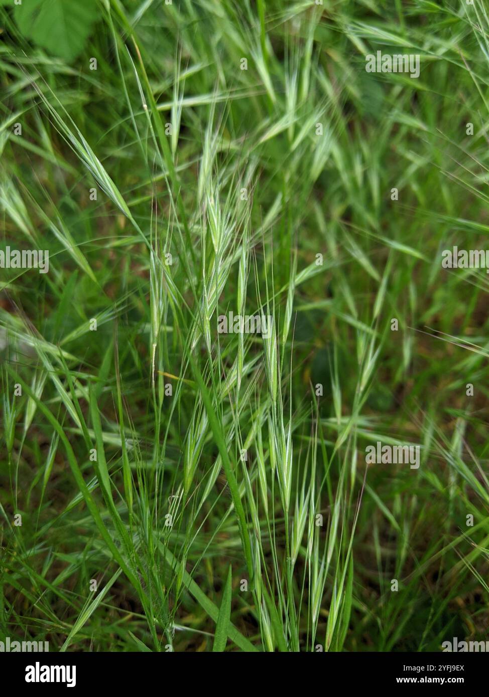 Ripgut Brome (Bromus rigidus Stock Photo - Alamy