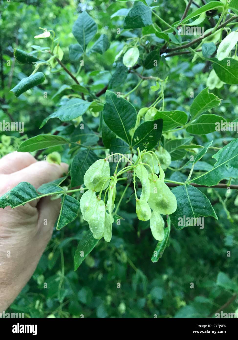 common hoptree (Ptelea trifoliata Stock Photo - Alamy