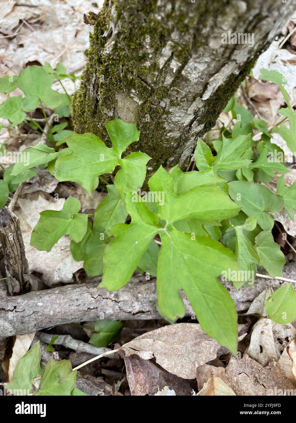 white rattlesnake root (Nabalus albus Stock Photo - Alamy