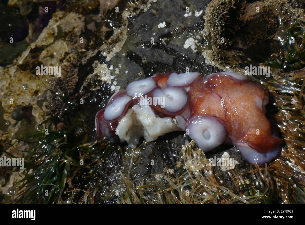 Giant Pacific Octopus (Enteroctopus dofleini Stock Photo - Alamy