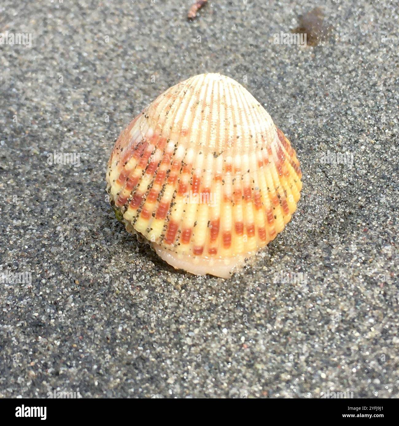 Clinocardium hi-res stock photography and images - Alamy