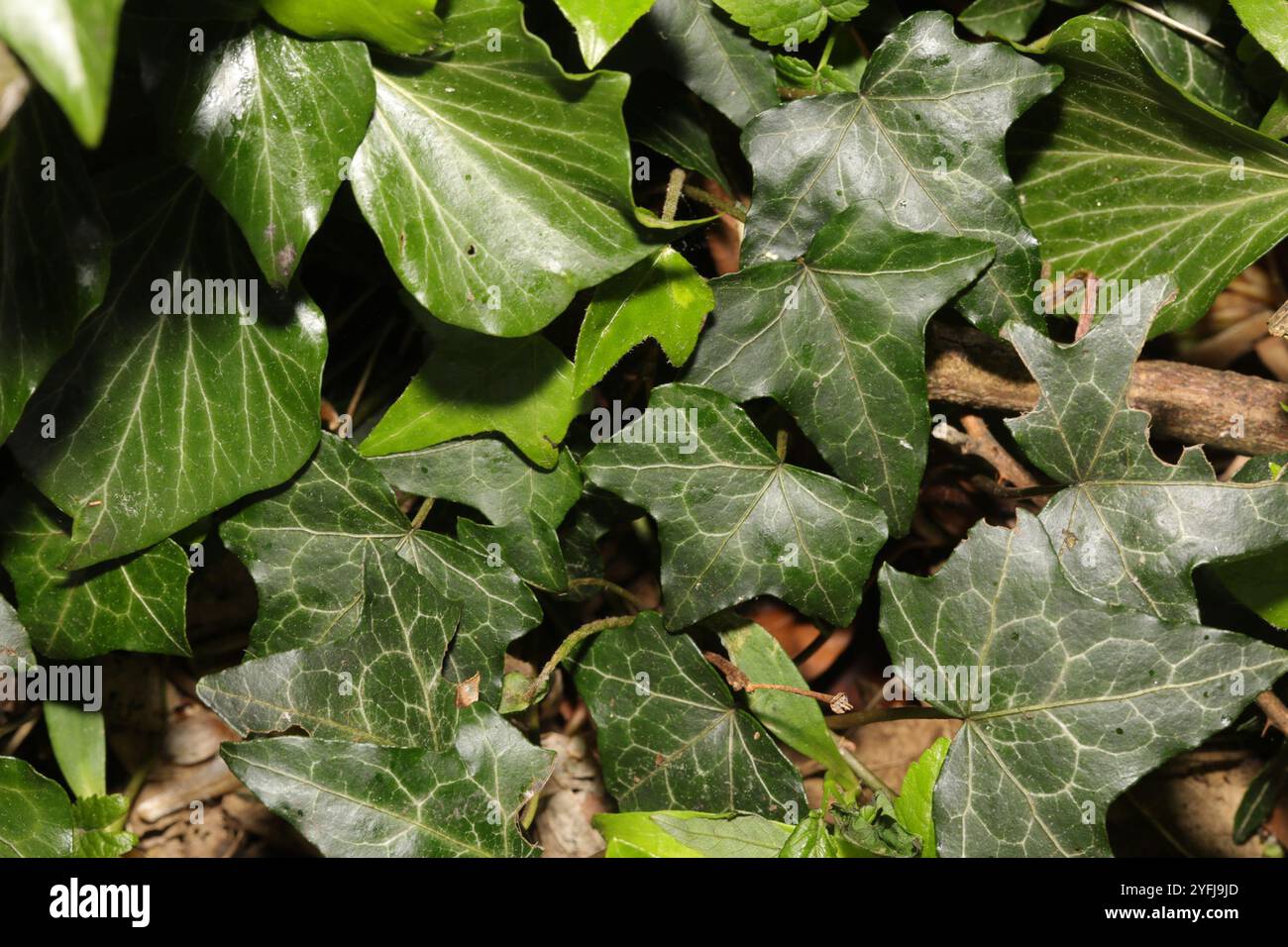 common ivy (Hedera helix Stock Photo - Alamy