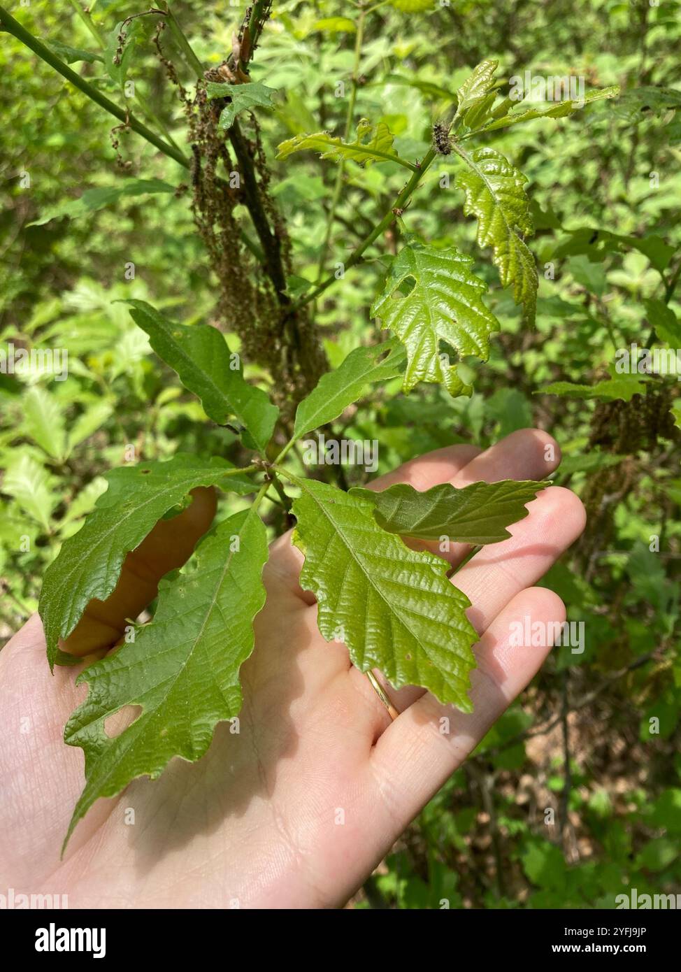 dwarf chinkapin oak (Quercus prinoides Stock Photo - Alamy