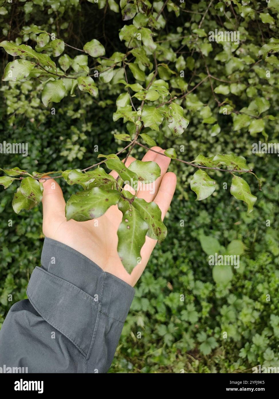 Kohuhu pittosporum tenuifolium hi-res stock photography and images - Alamy