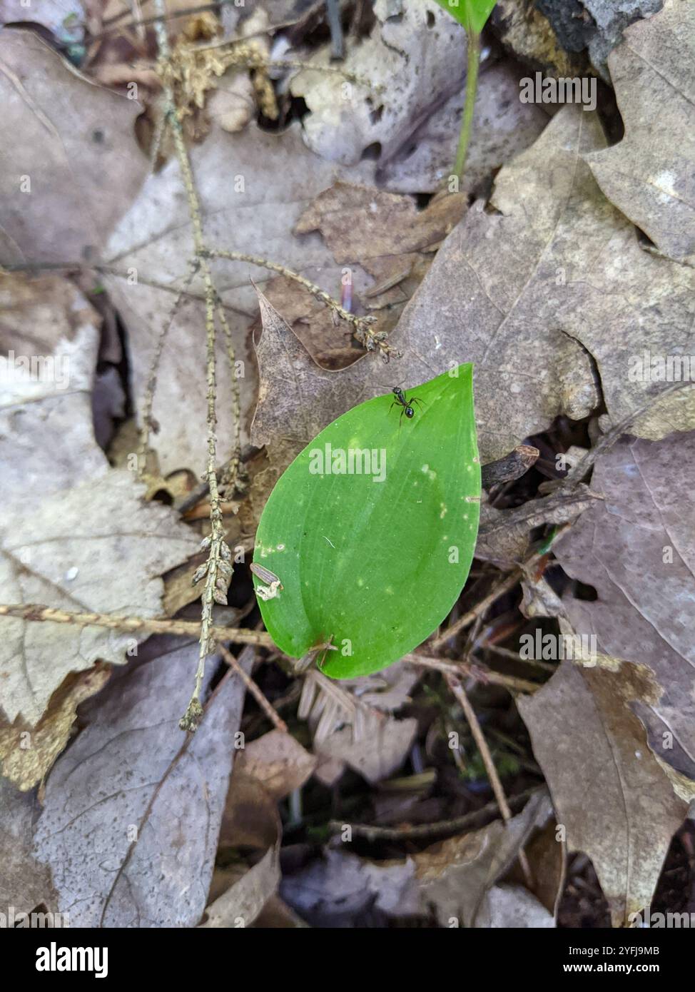 Pitch-black Collared Ant (Aphaenogaster picea Stock Photo - Alamy